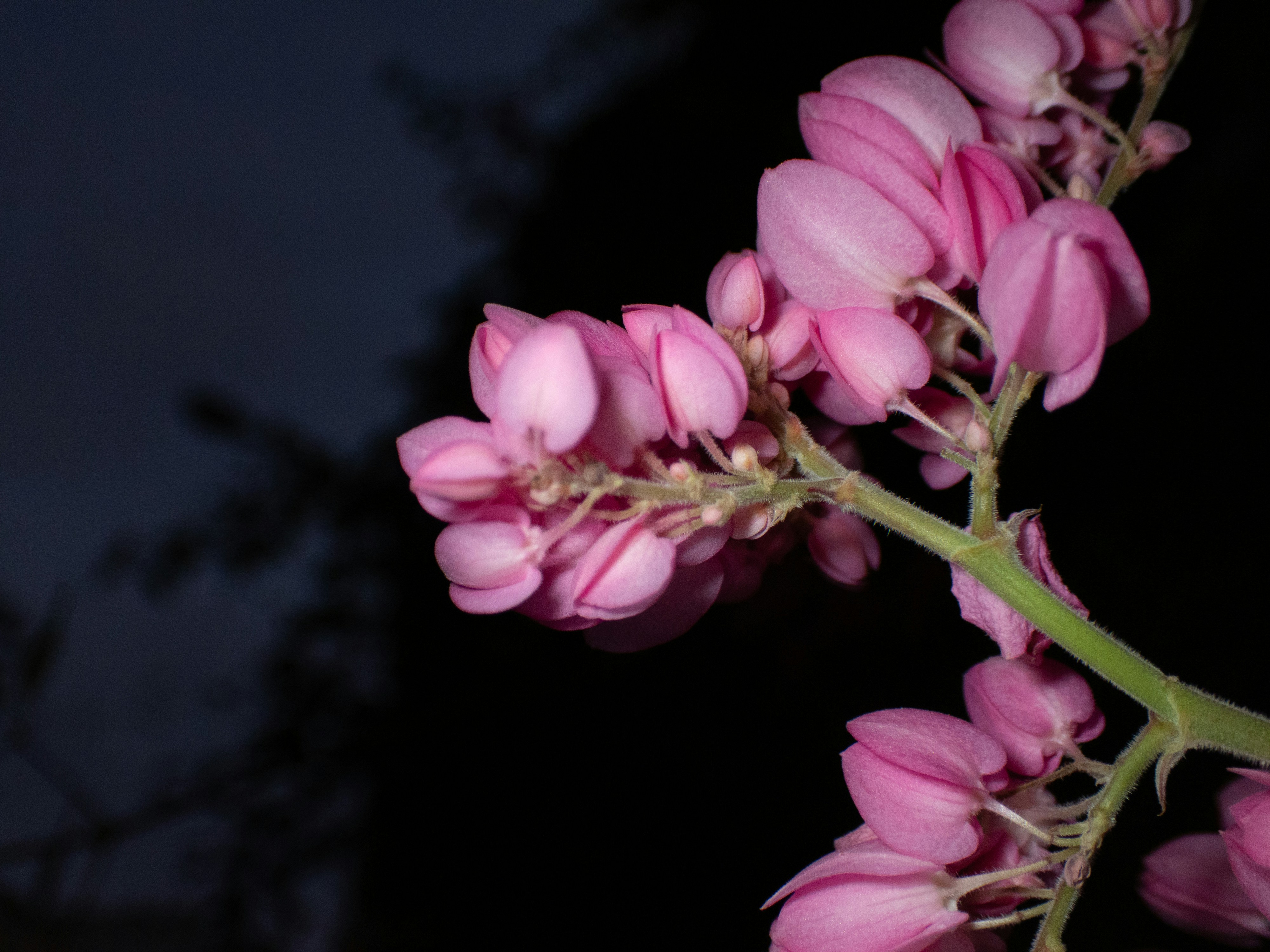 Pink Lupine Cascade Backlit by Night Sky
