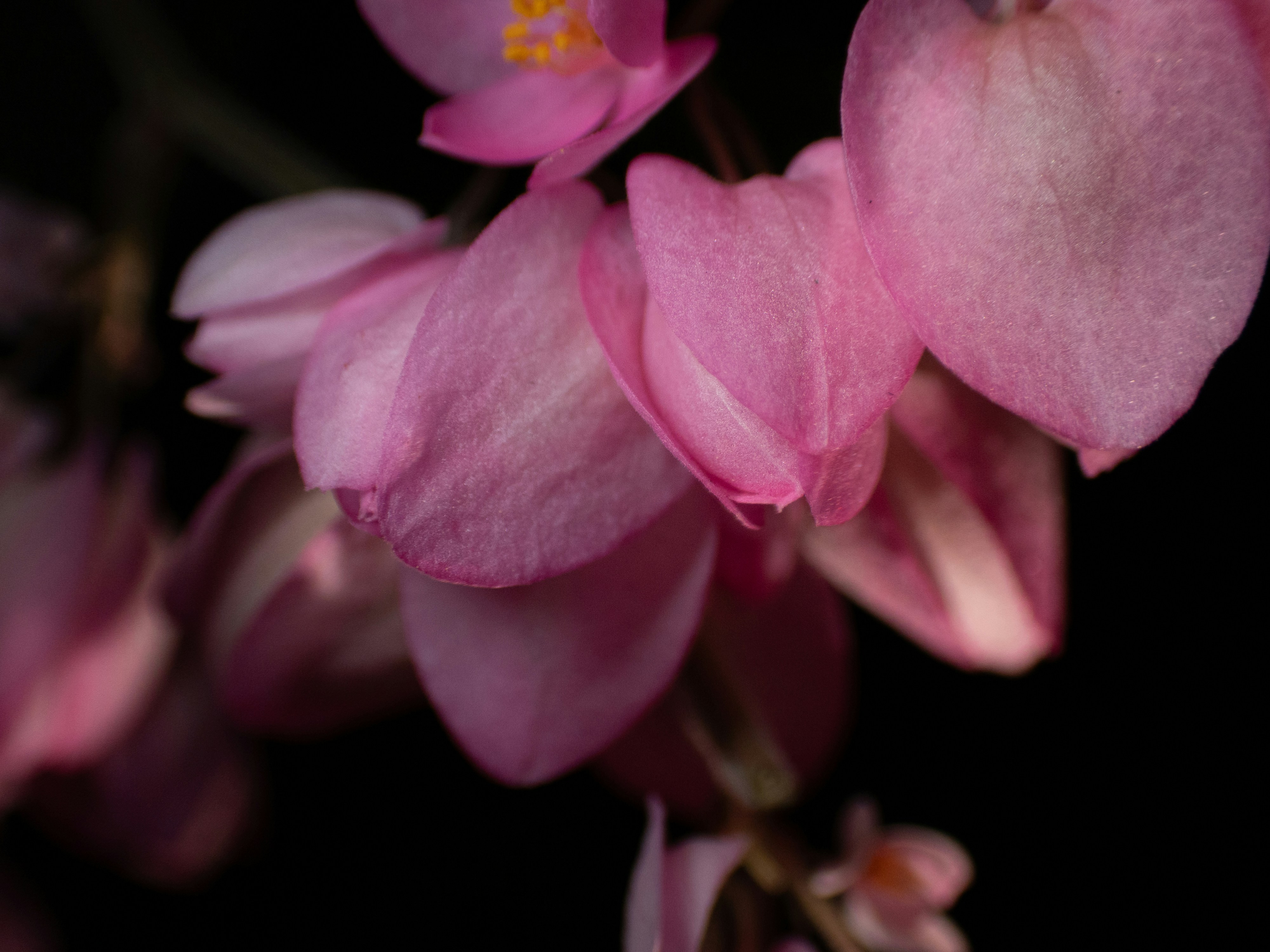 Pink Petal Cascade in Focus: A Close-Up of Gentle Fuchsia Delicacy