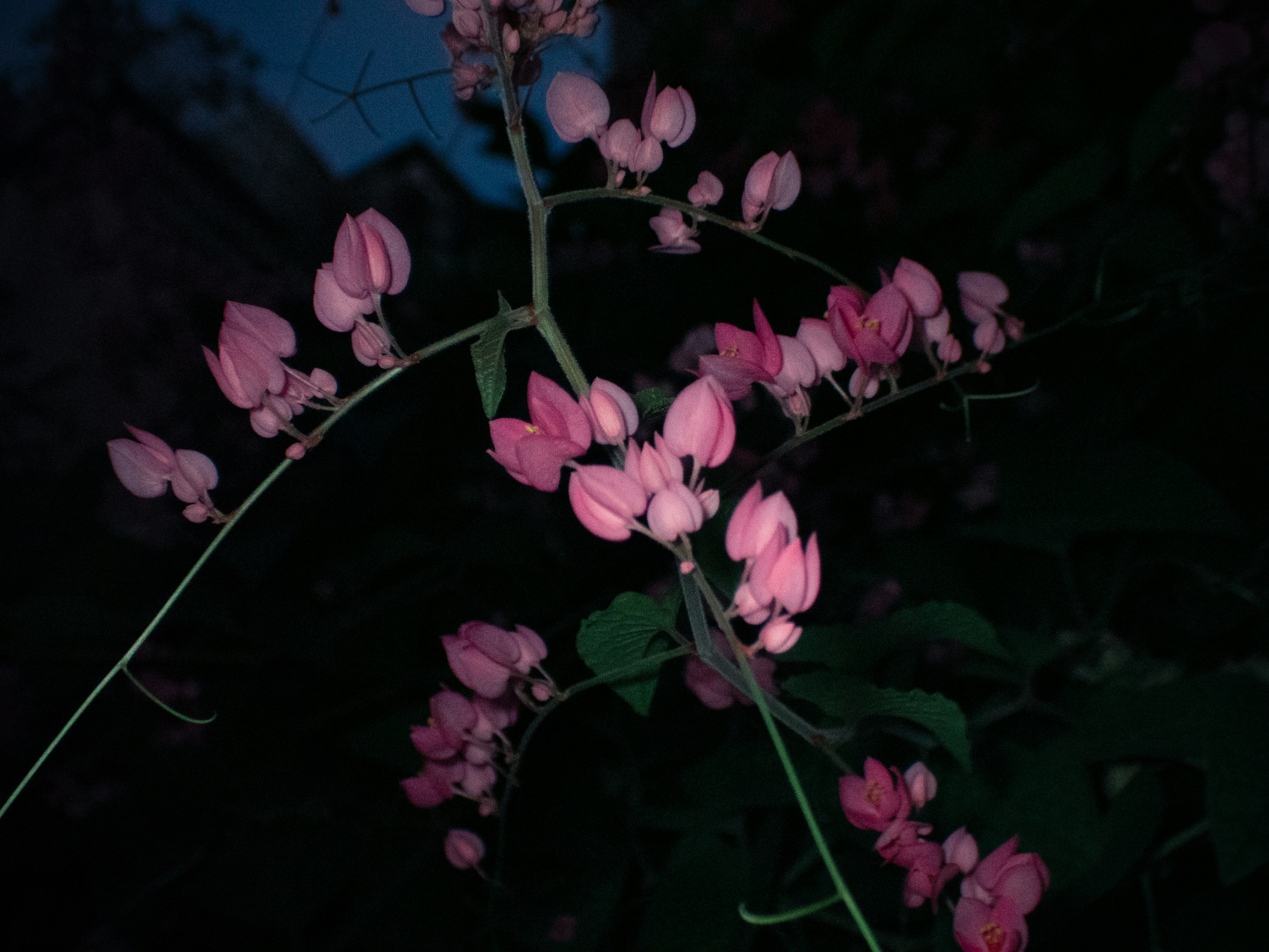 Close-up of pink pea-like blossoms on slender vines silhouetted against a dark background, highlighting delicate curves and natural texture.