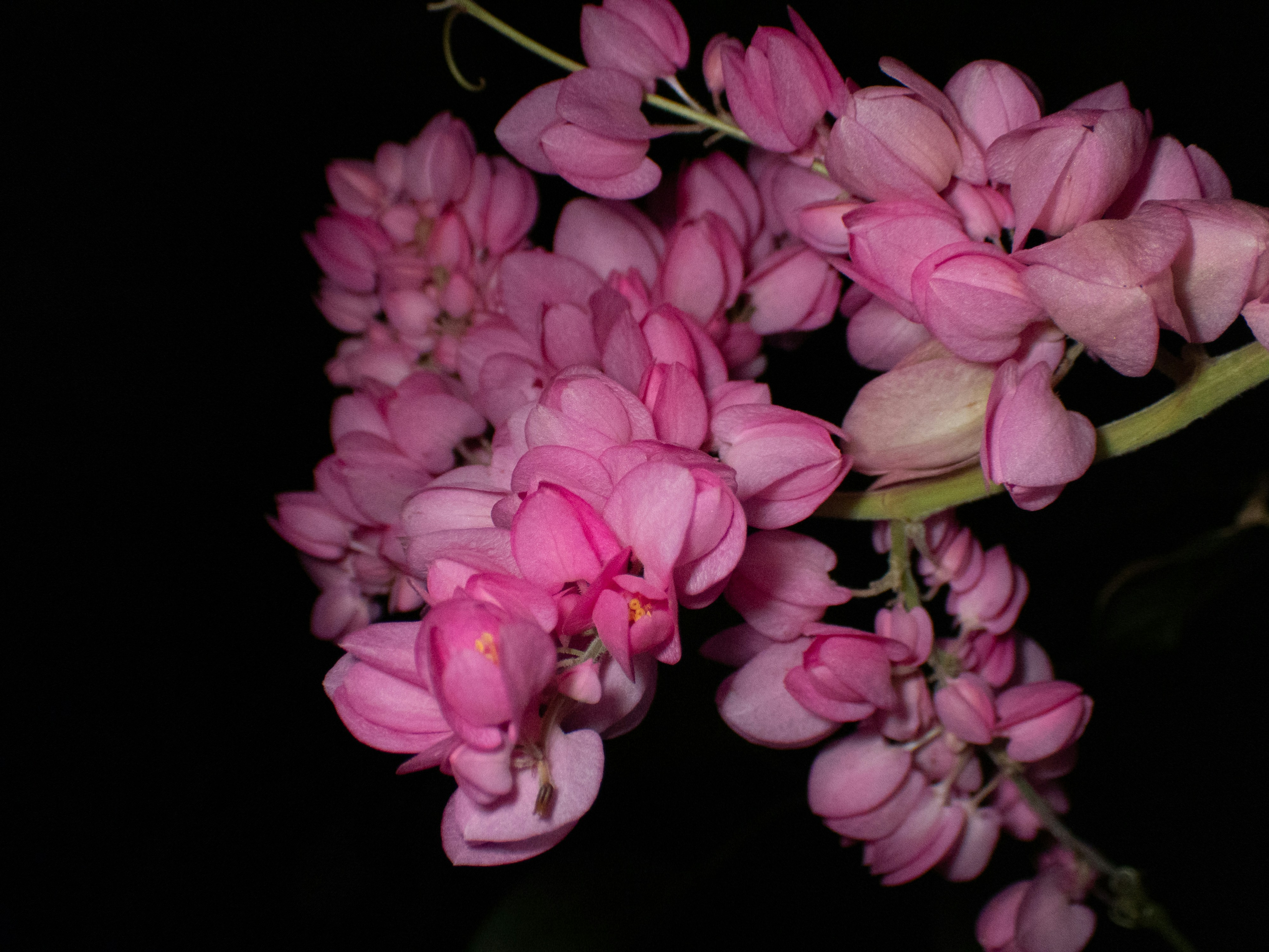 Pink Cluster at Night: A Close Look at Petal Details