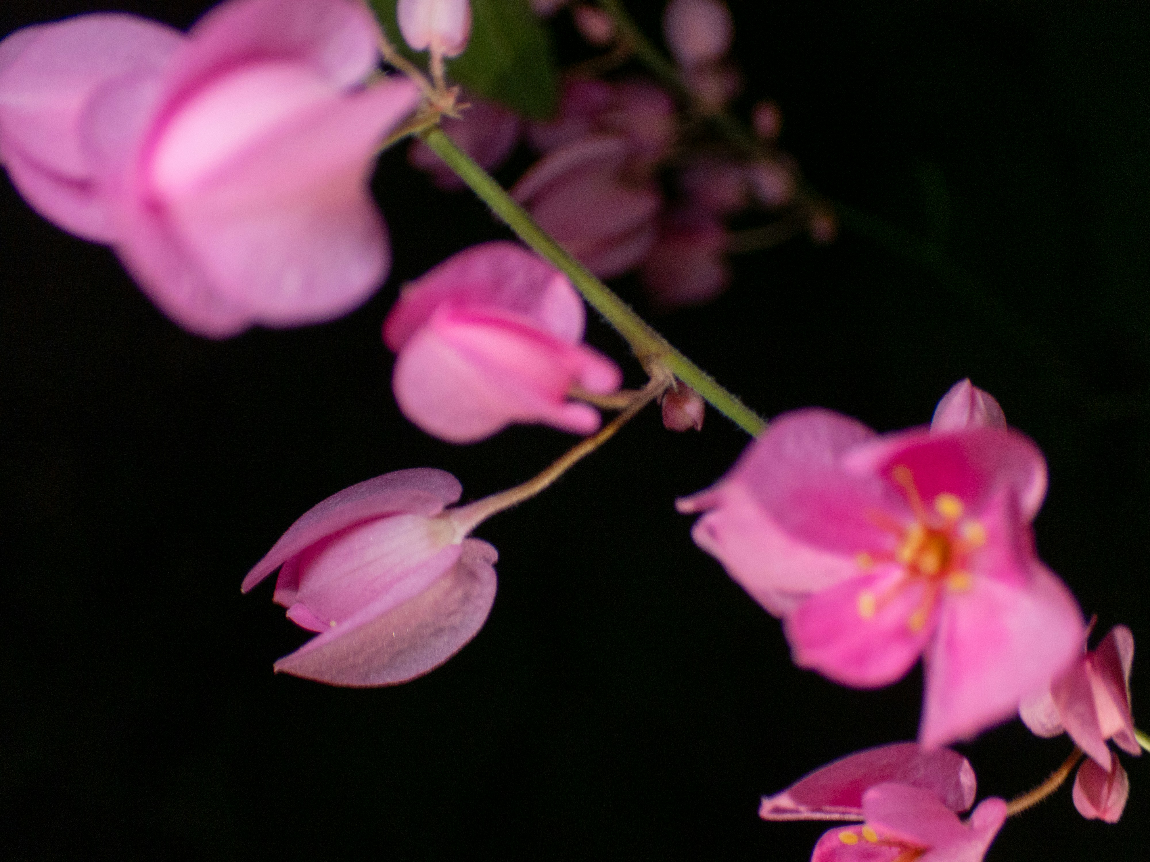 Pink flower clusters on a slender stem extend against a deep black background, highlighting delicate petals and yellow centers. A nature-focused macro shot capturing soft color transitions and texture.