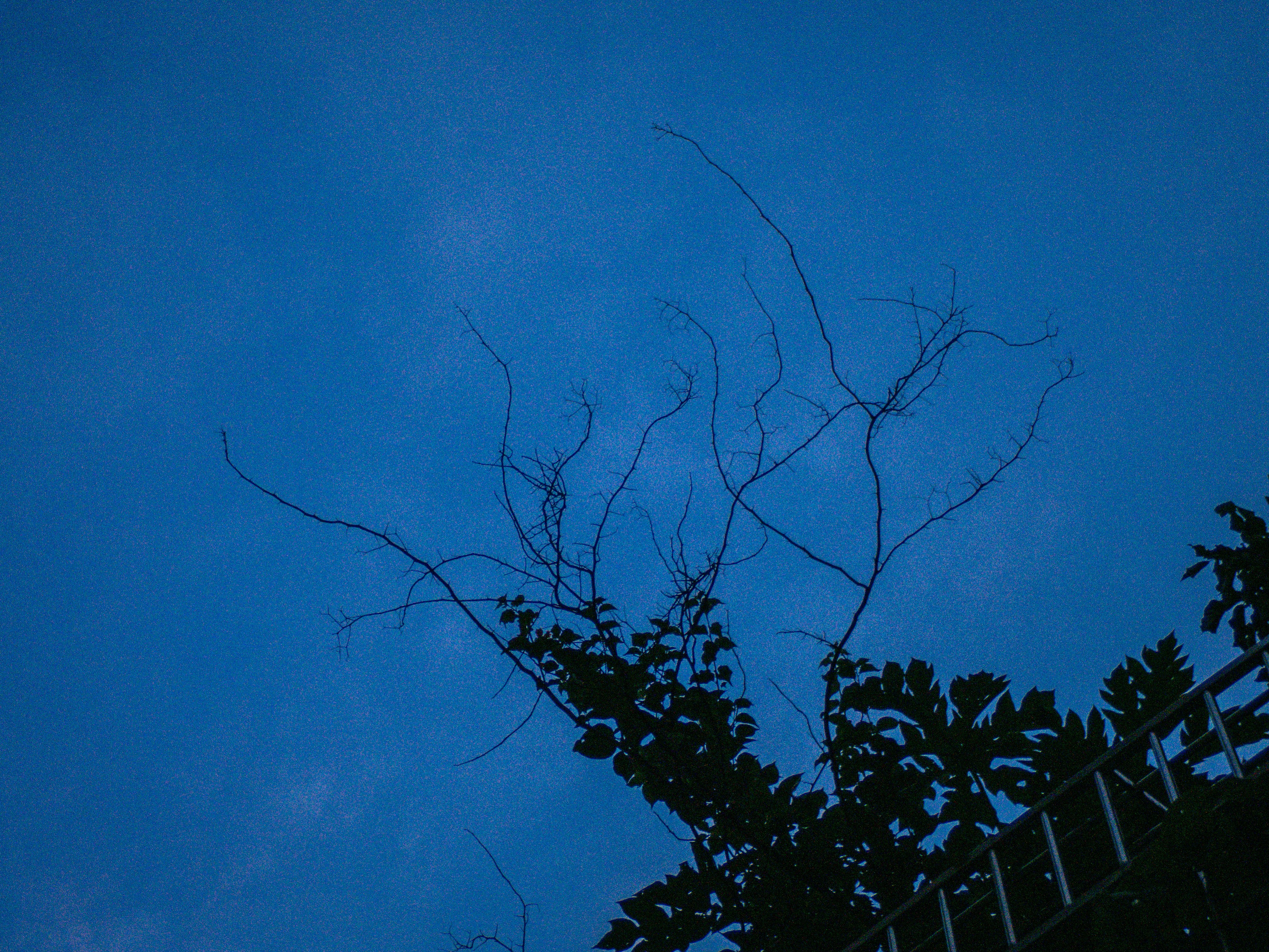 Dark silhouettes of leafed and bare branches reach across a calm blue sky, with a railing hinting at a rooftop edge.