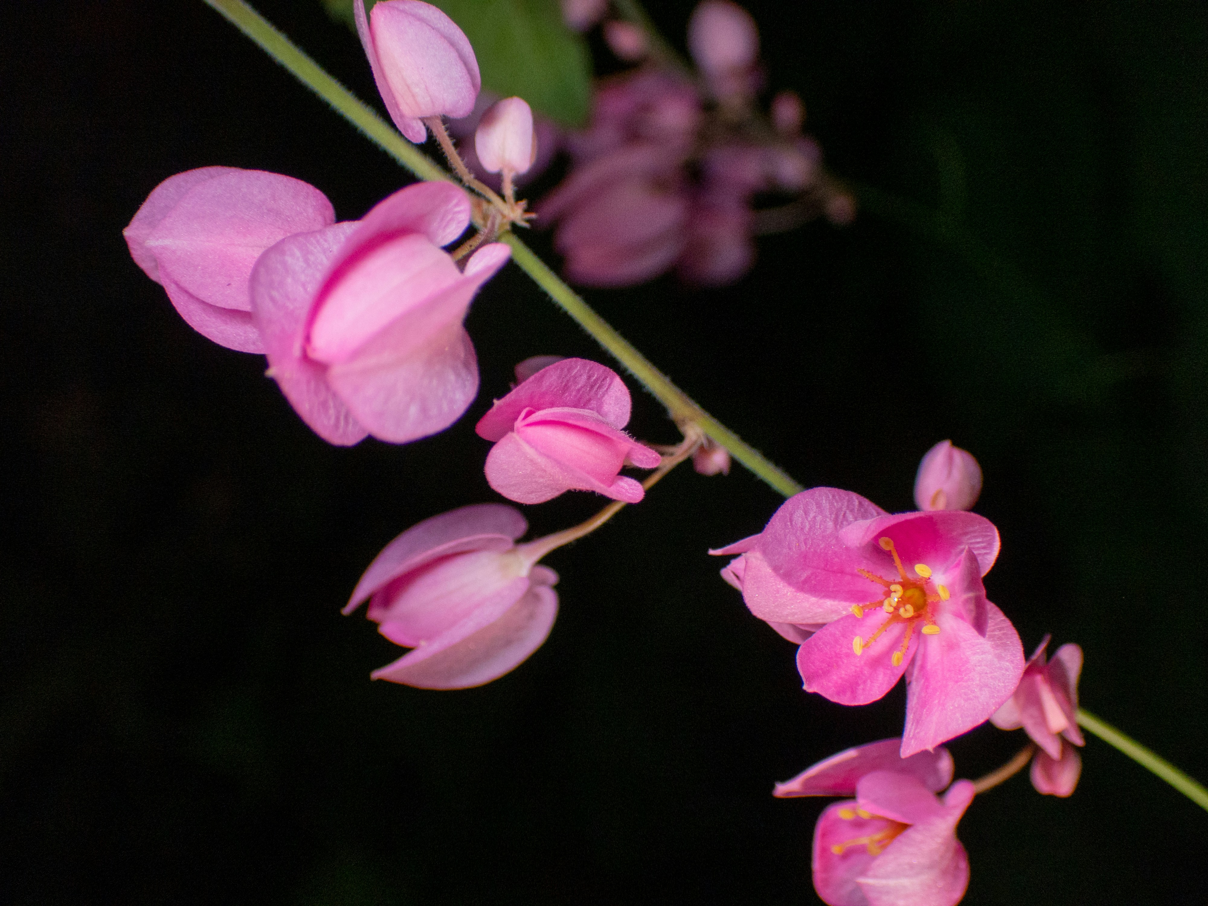 Close-up of vibrant pink blossoms along a slender green stem, set against a dark background, highlighting petal texture and delicate structure.