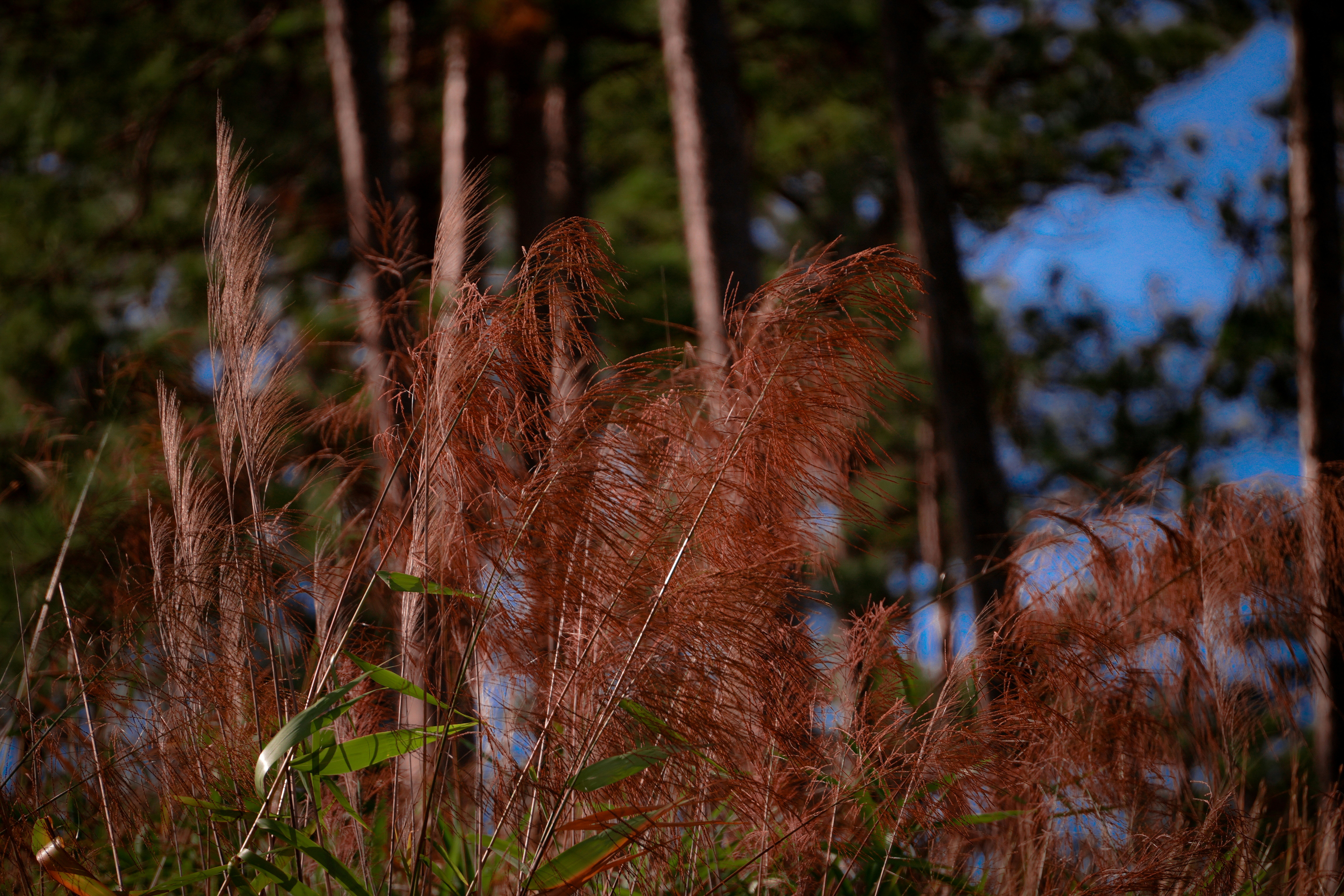 Amber-tinted grasses in a sunlit woodland undergrowth