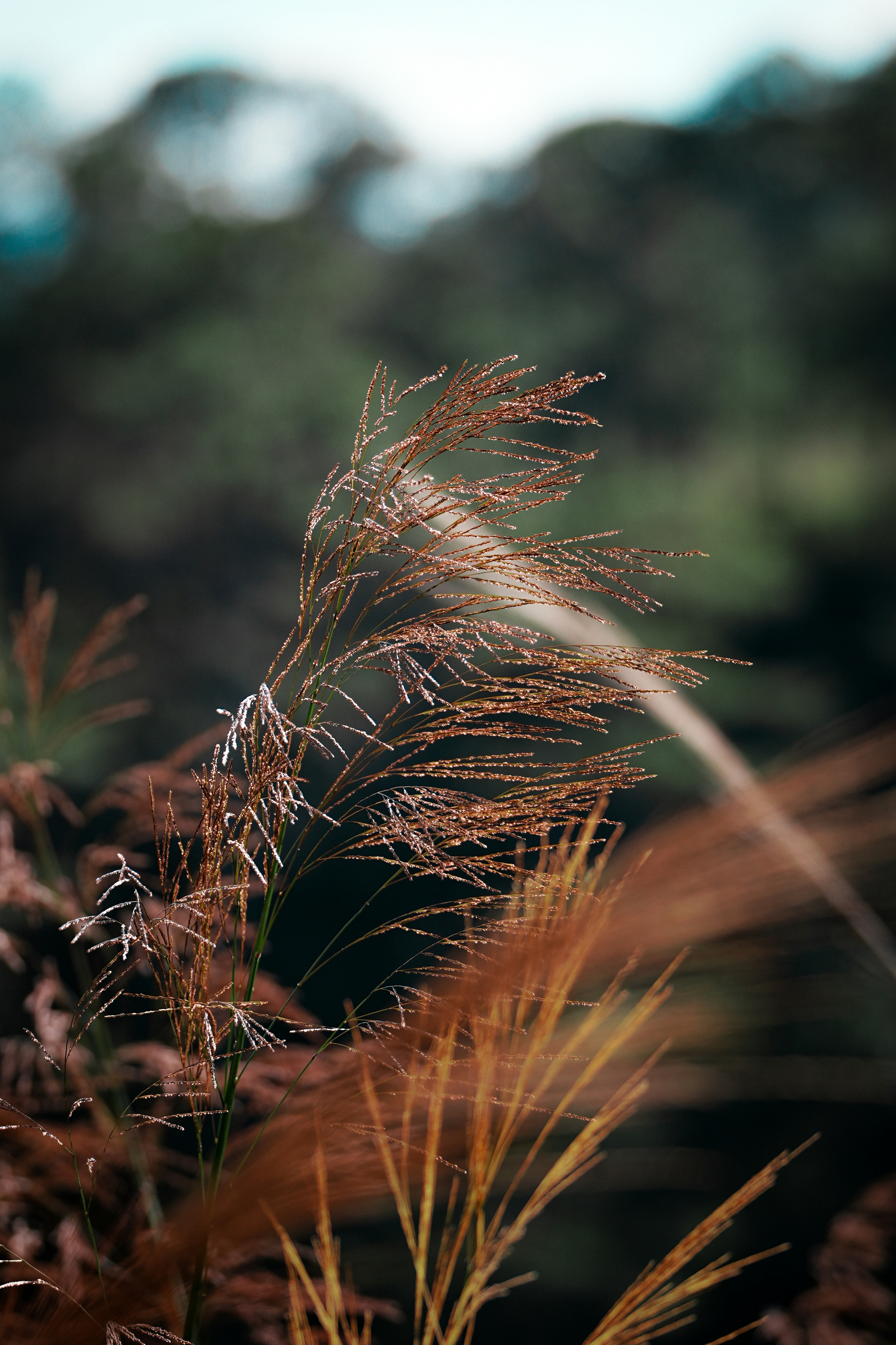 Golden plume in shallow focus: a close-up of sunlit grasses