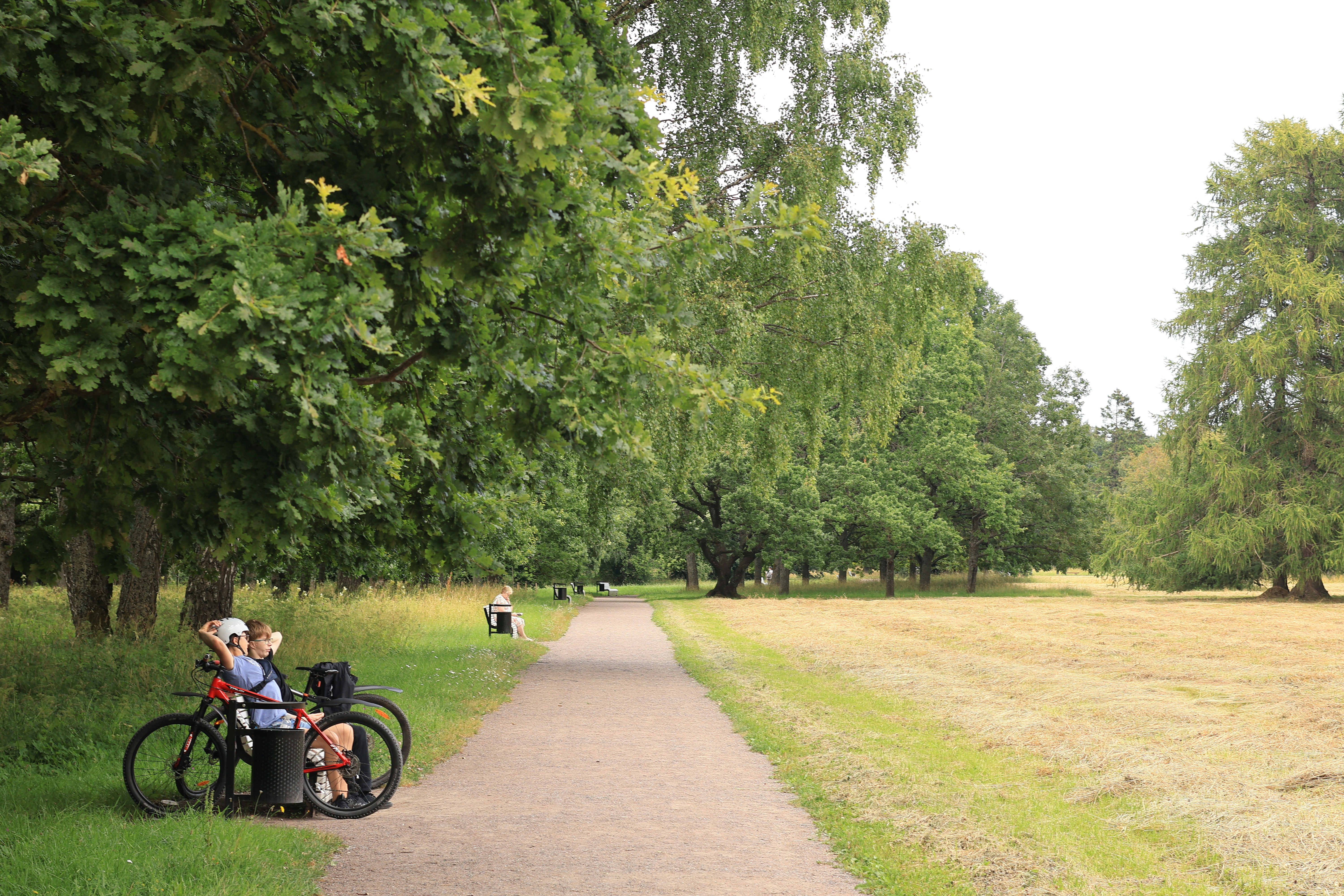 Tranquil Park Path with Wheelchair Moment
