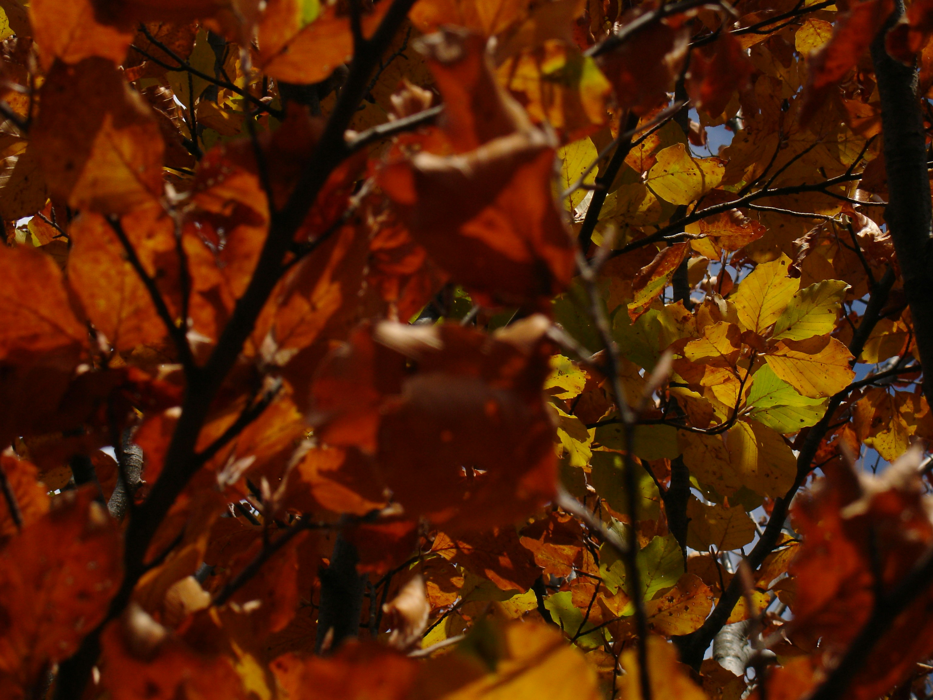 Vibrant fall leaves fill the frame, sunlight filtering through a dense canopy to reveal warm orange and yellow tones. A natural tapestry of branches creates depth and a soft, painterly atmosphere.