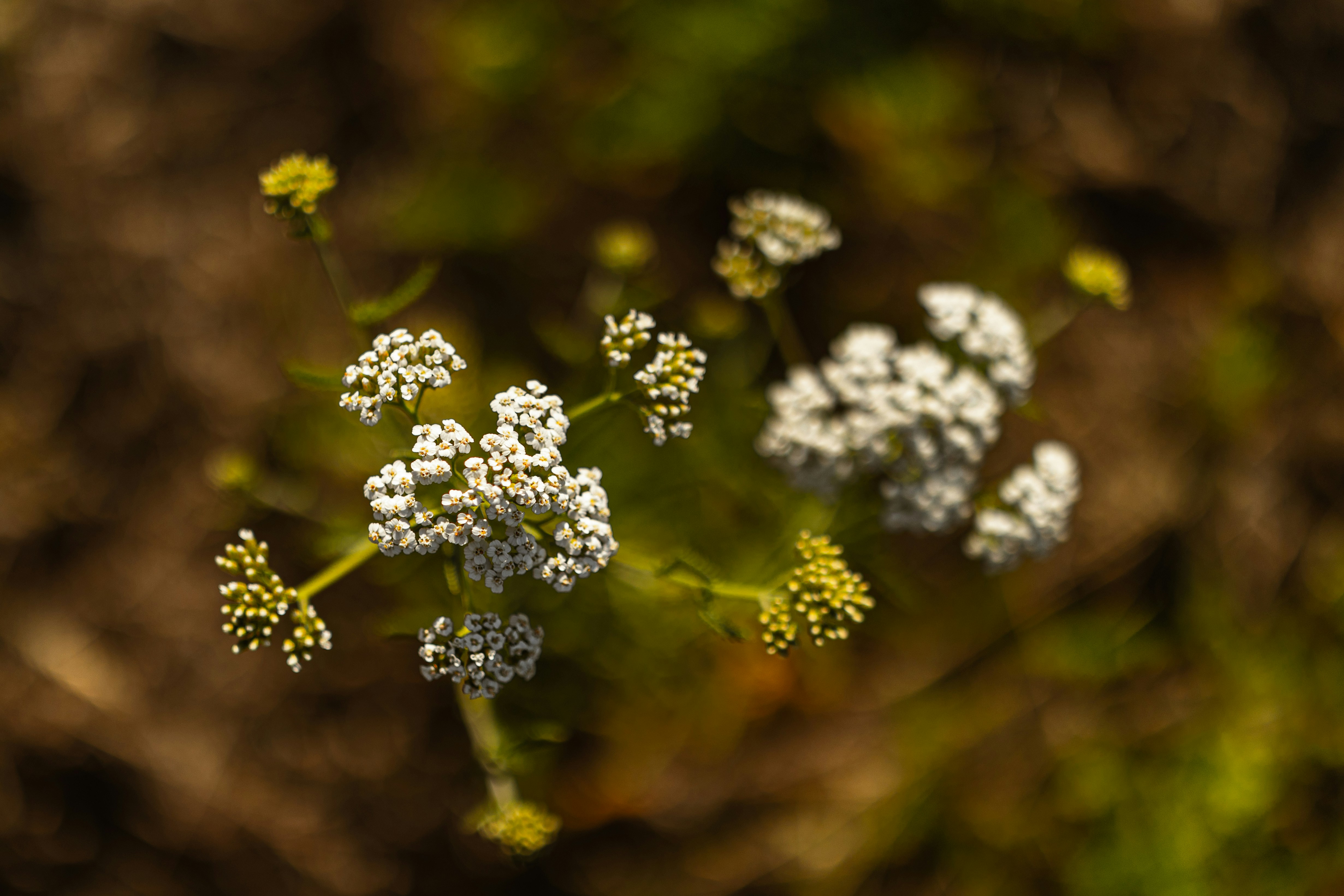 Whispering cluster of wildflowers in soft focus meadow