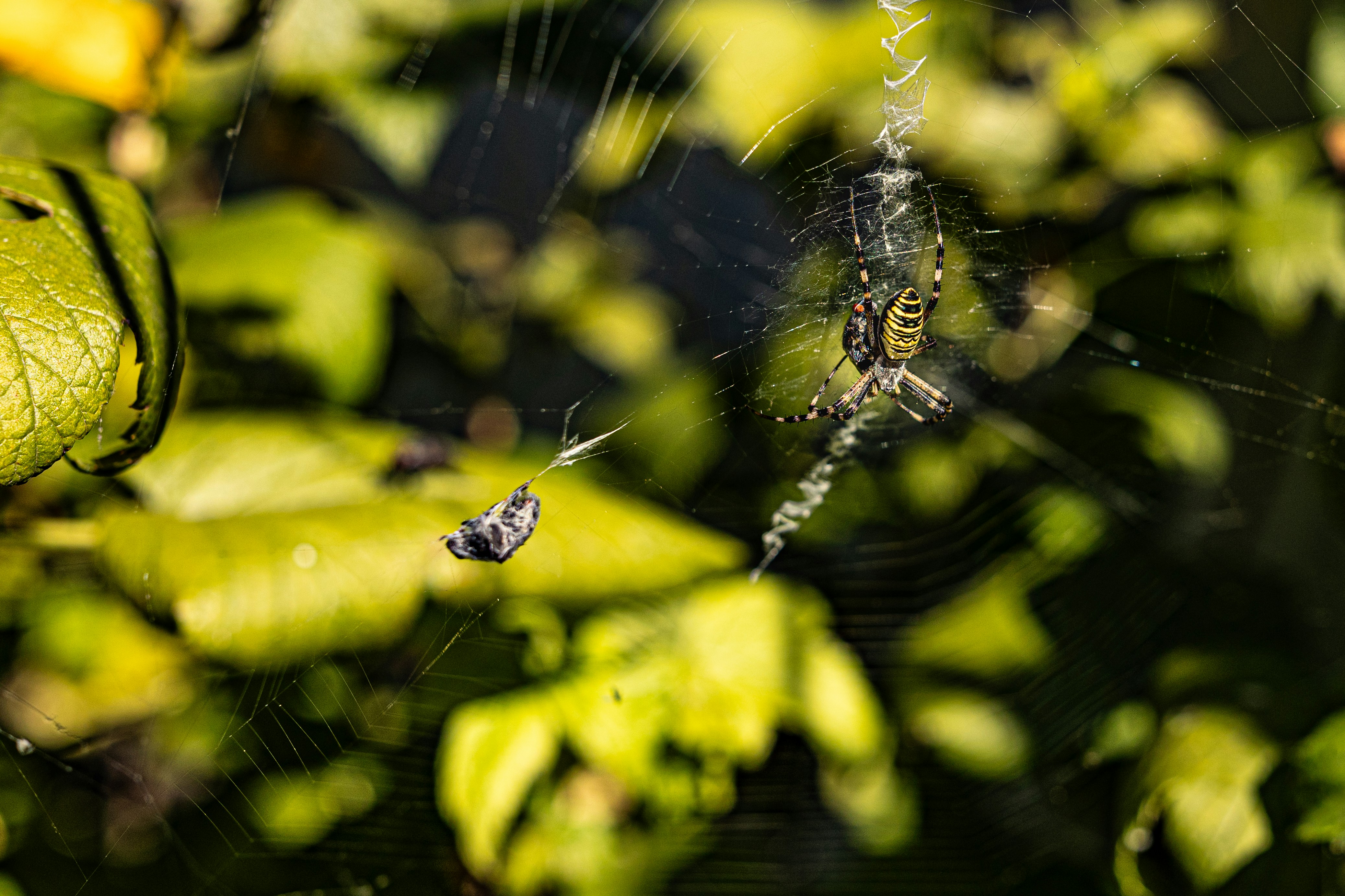 Orb-weaver in the Spider’s Silk Constellation