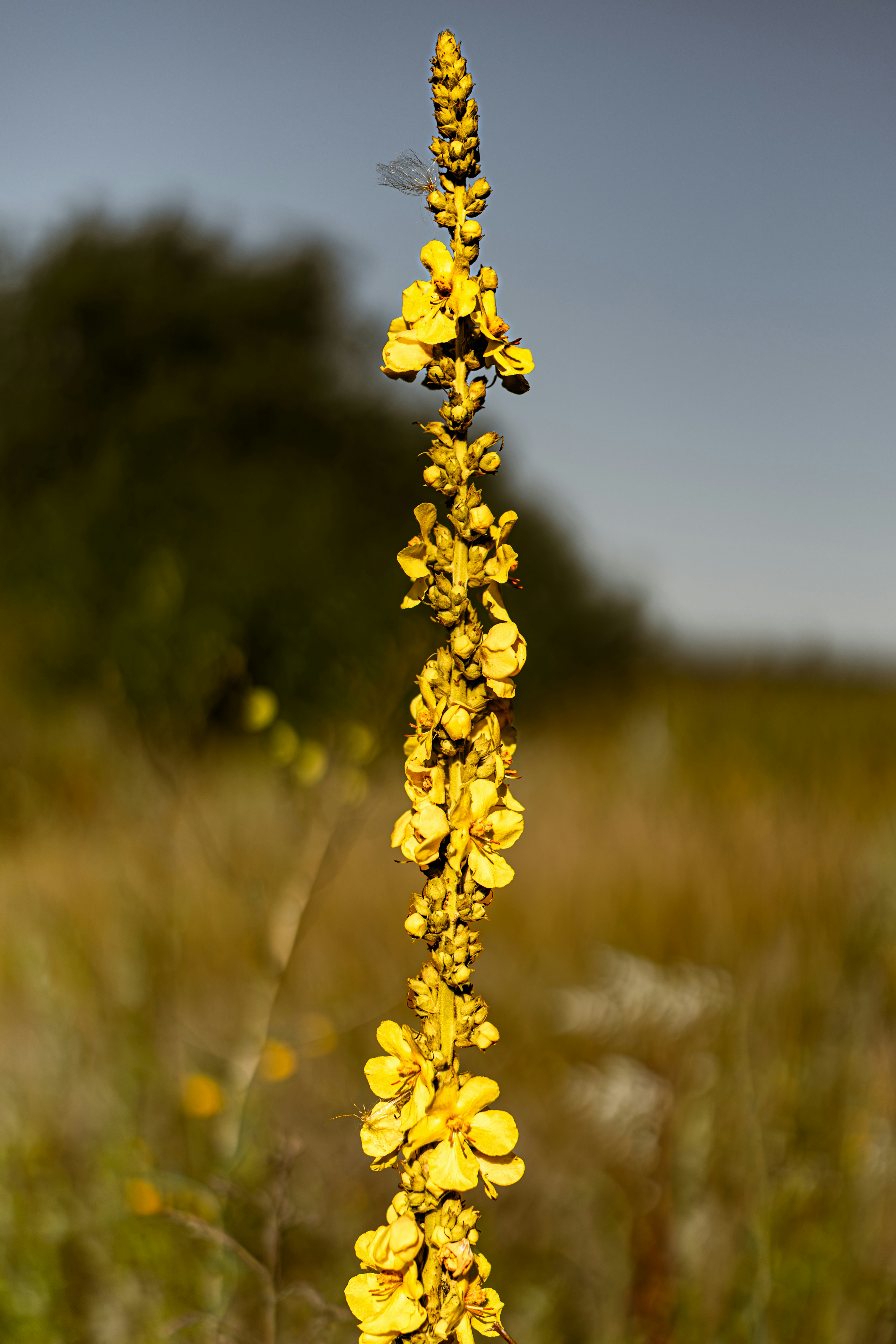 Golden Spike: A solitary wildflower rises in afternoon light