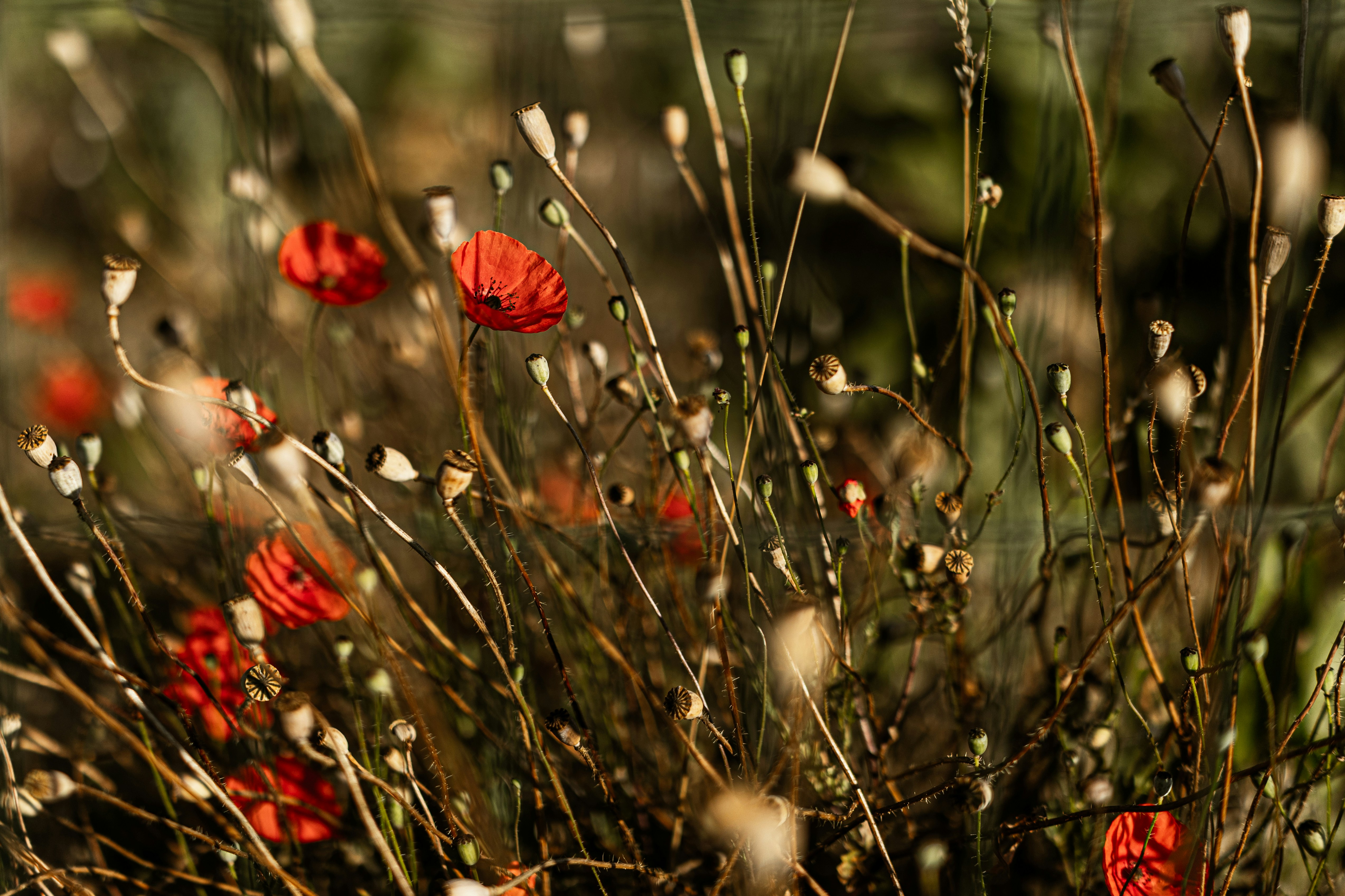 Crimson Poppies Among Withered Stems