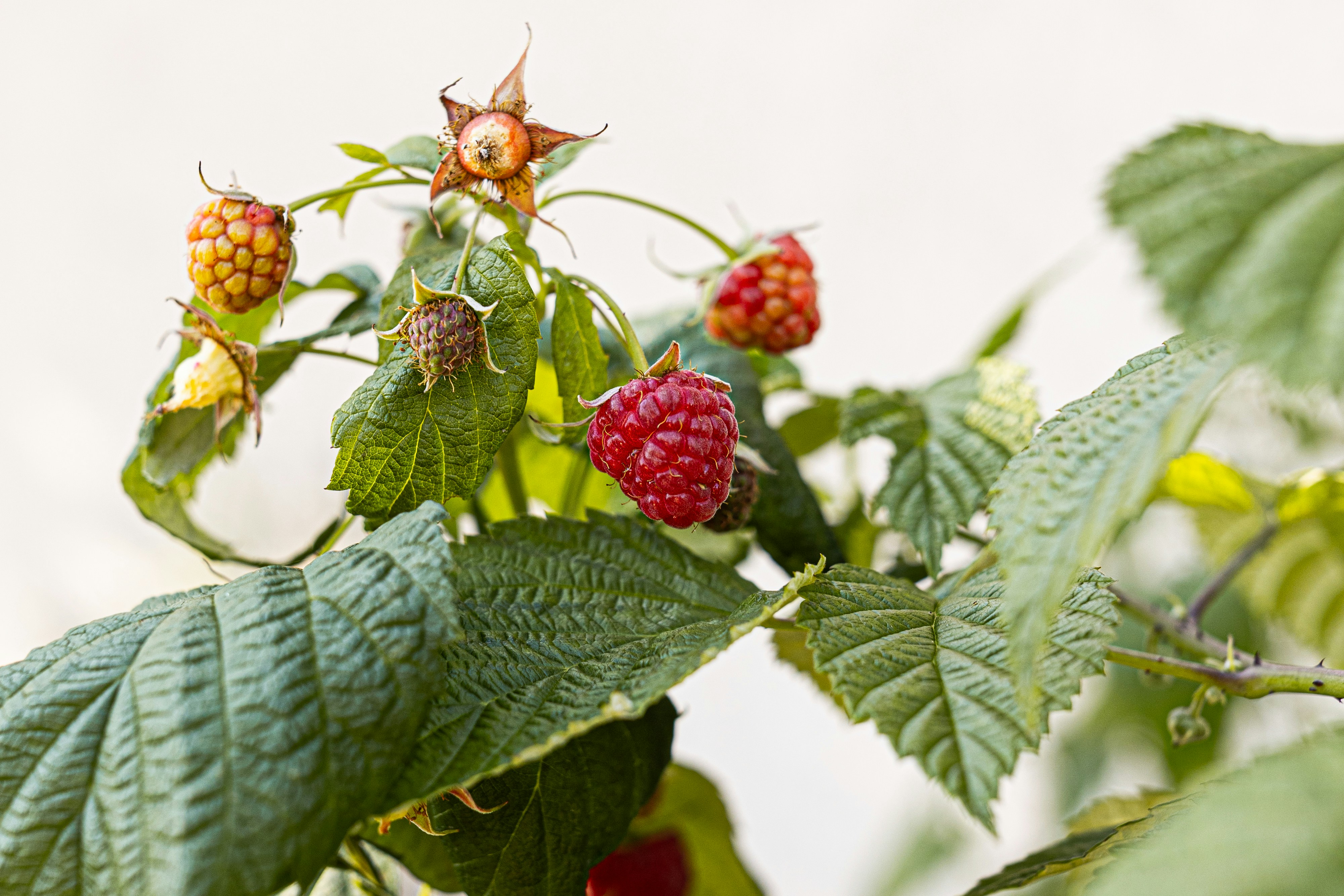 Ripe Rubies on Leafy Branches
