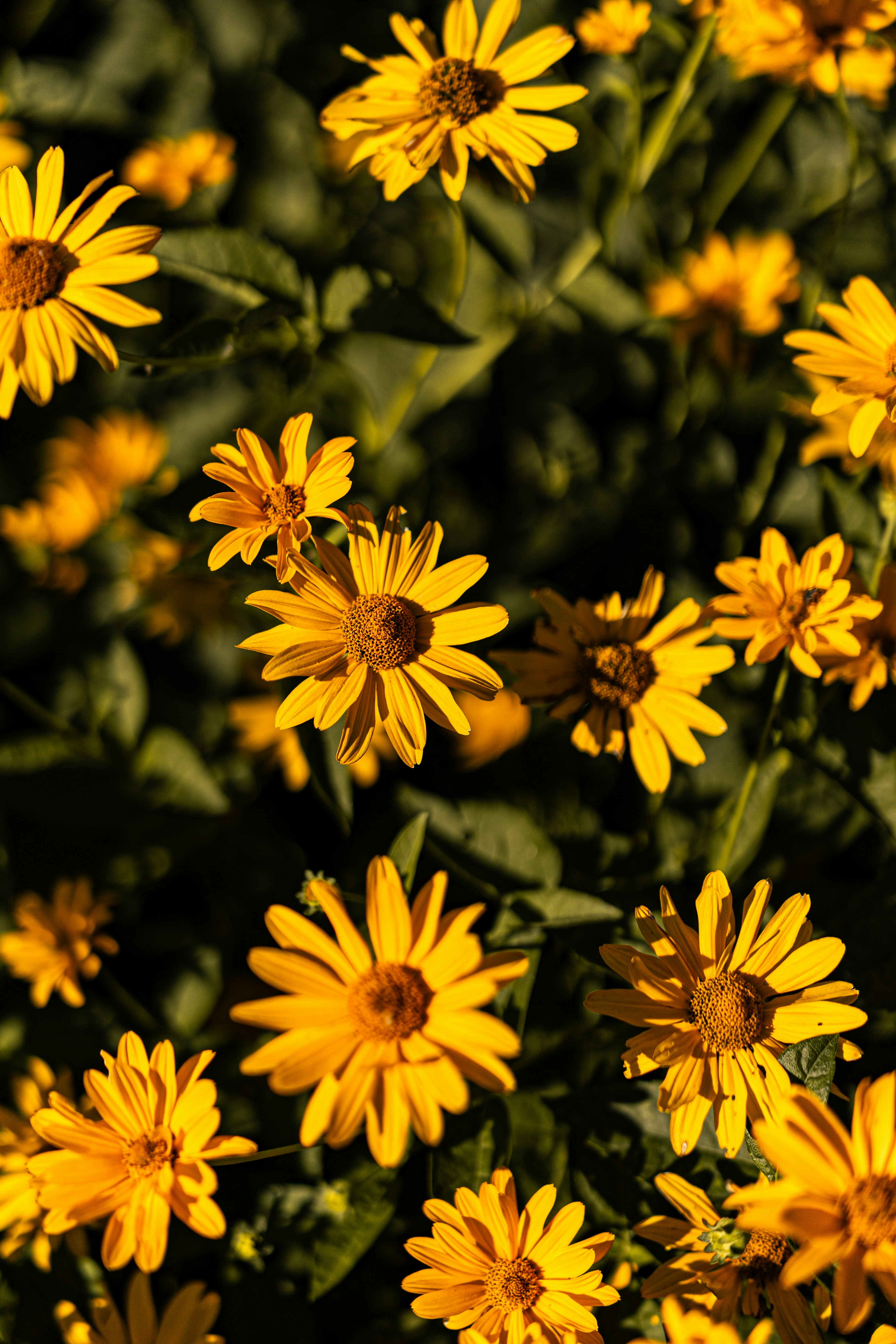 Sunlit Golden Blooms: a close-knit field of daisies bathed in warm afternoon light