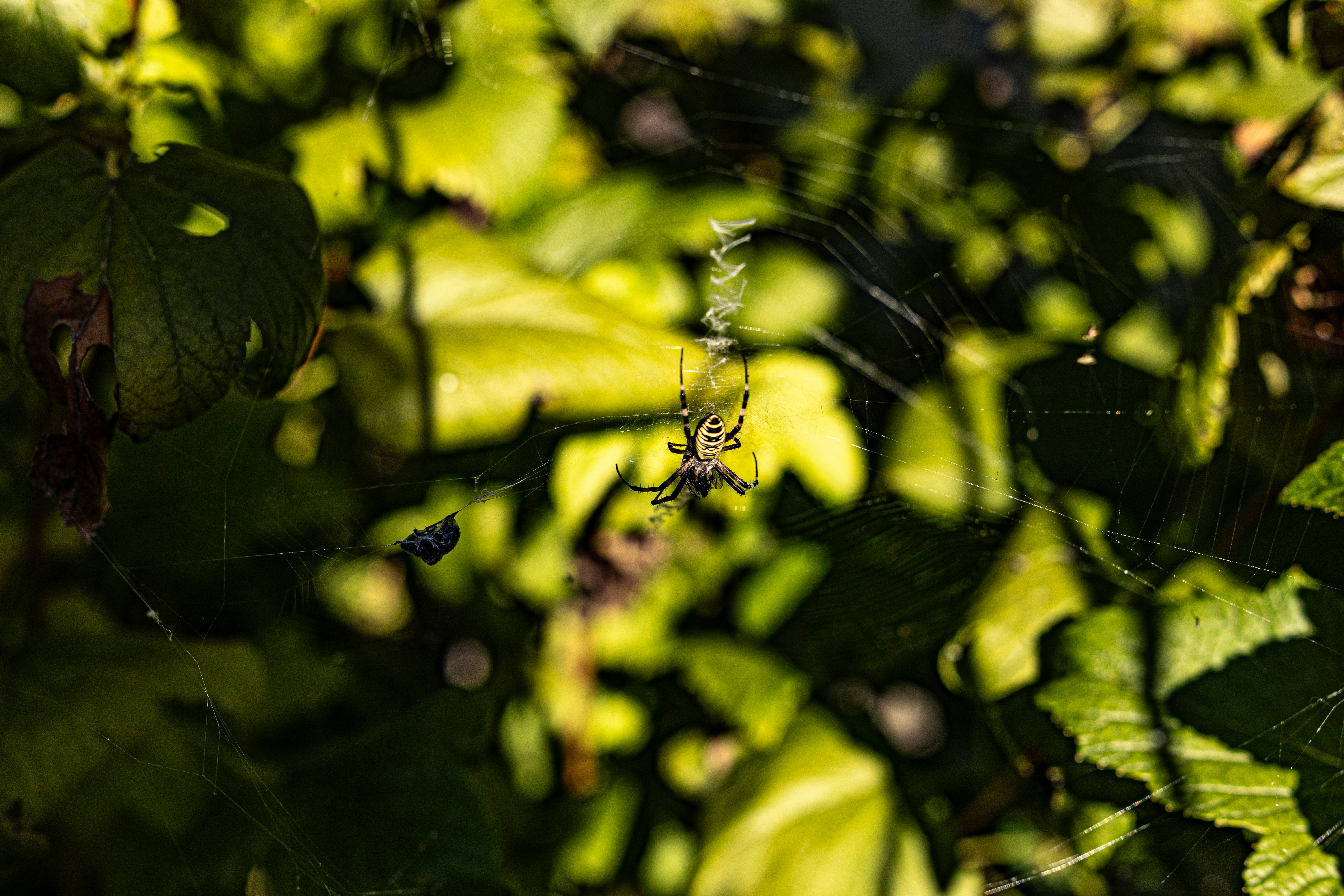 Silhouette of a Backyard Weaver: Spider at the Center of a Sunlit Web