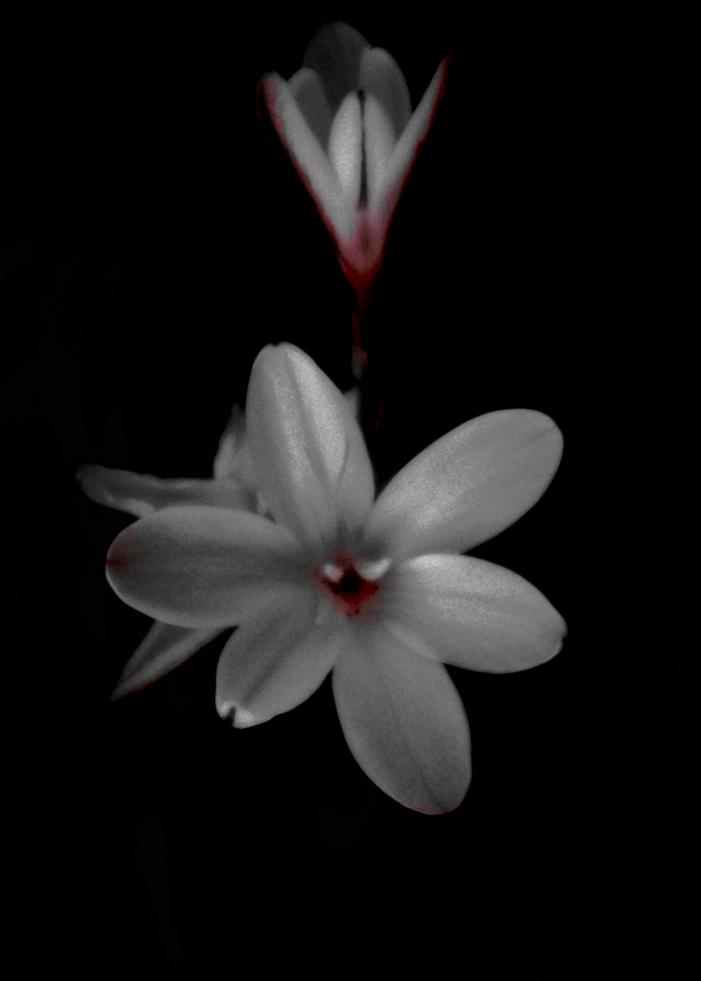 Whisper of Petals in the Dark