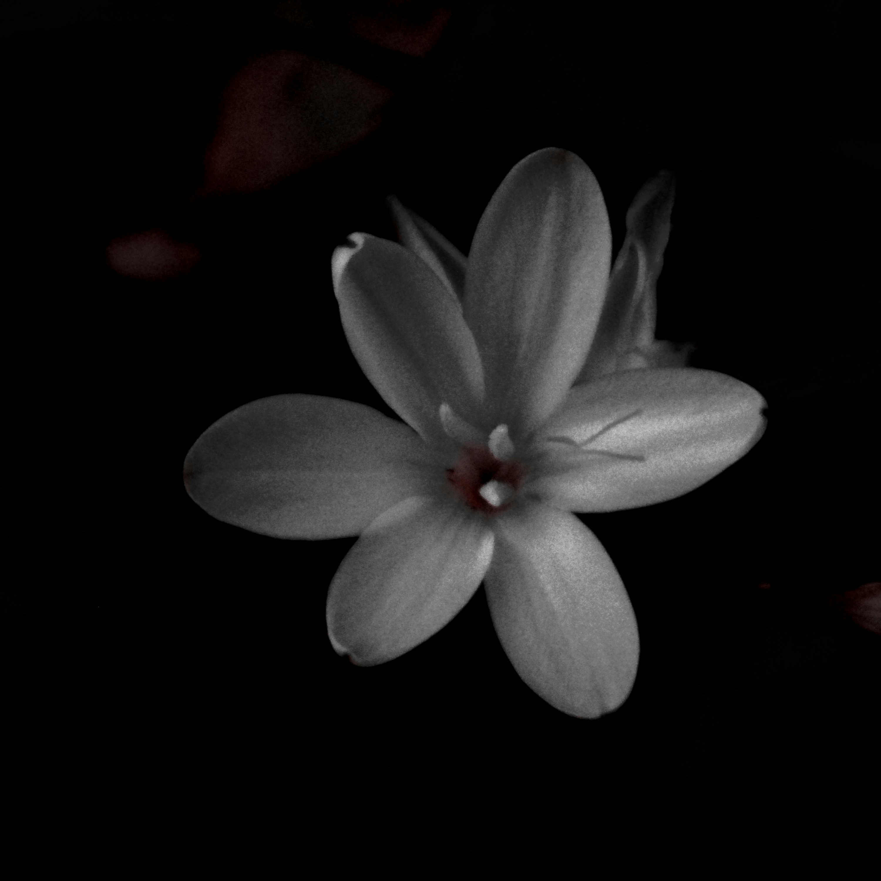 Midnight Orchid: A Single Bloom in Quiet Darkness