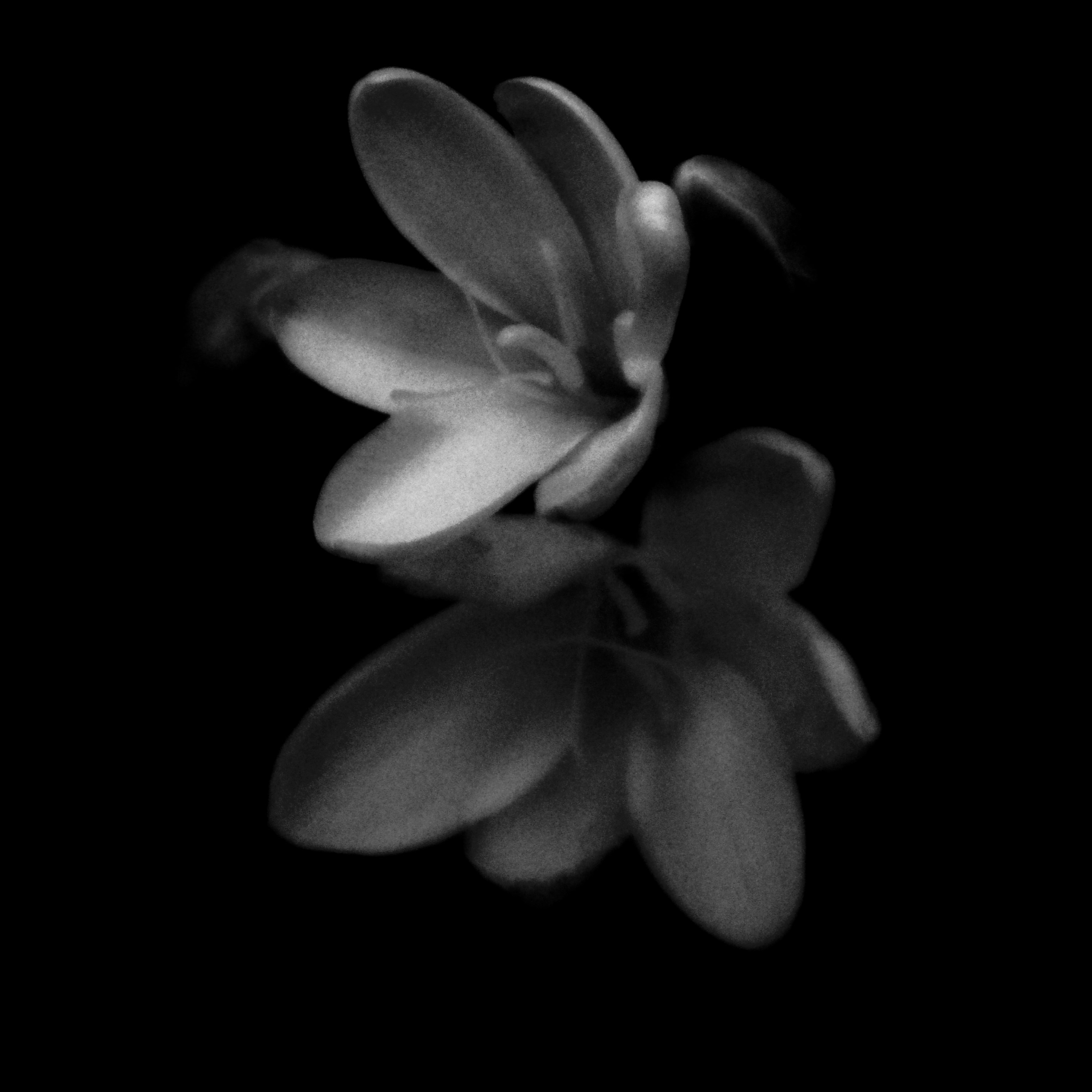 Monochrome Orchid Whisper: Soft Petals Against Void