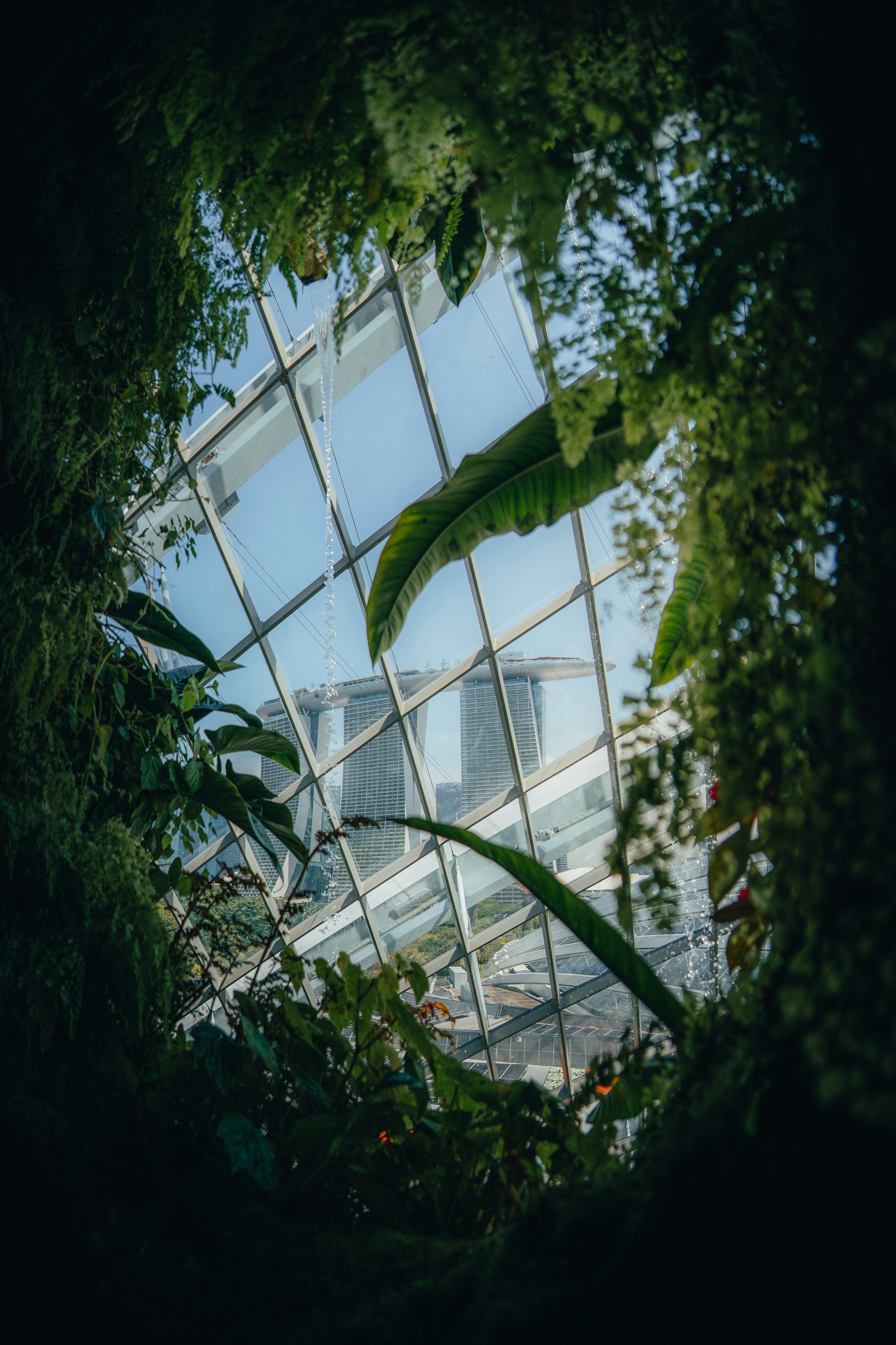 Glassed Sky Through a Green Corridor