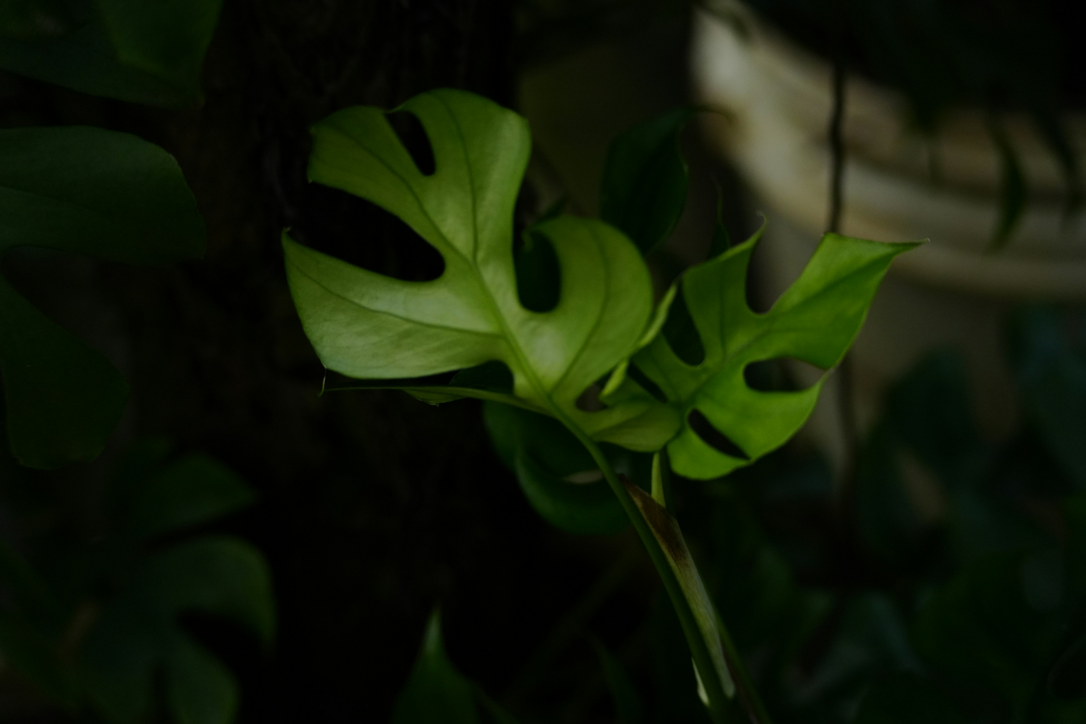 Emerald Monstera in Low Light