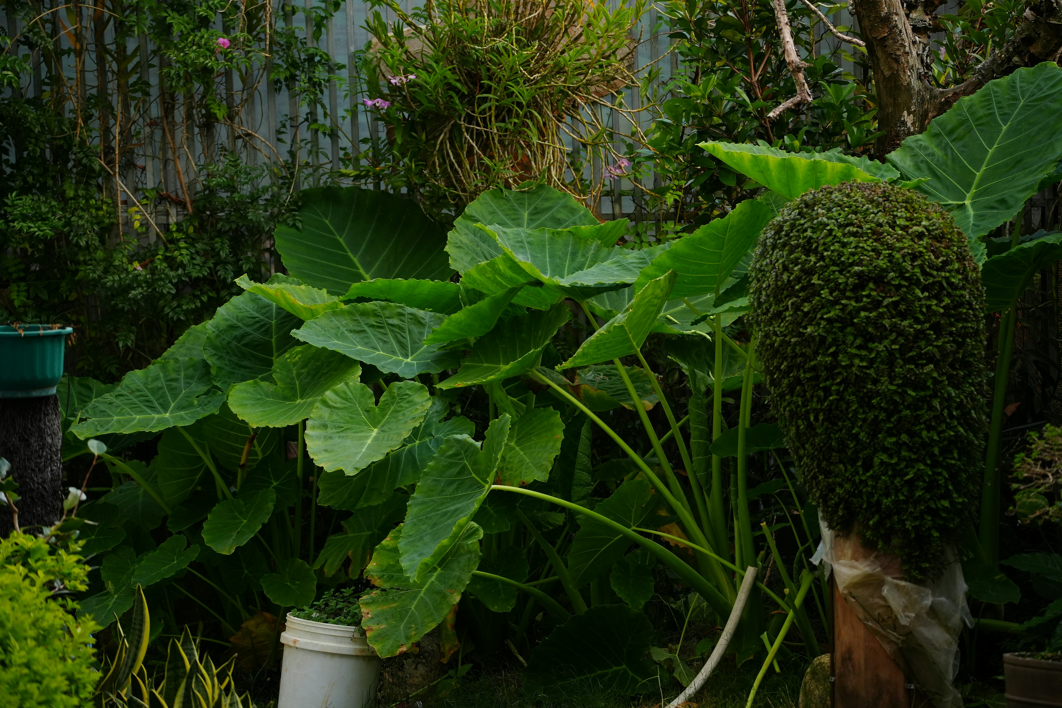 Giant Topiary in a Verdant Backyard
