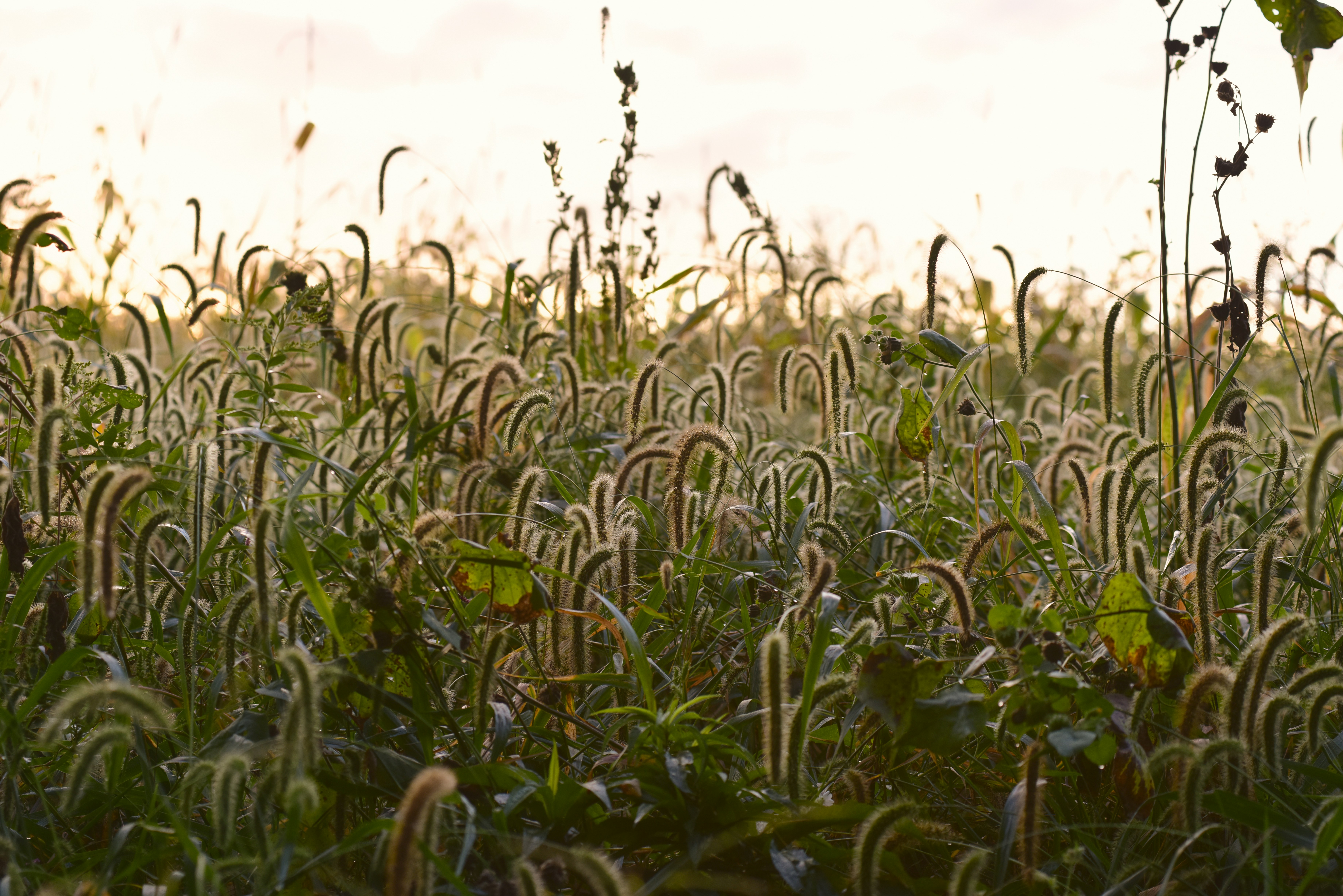 Backlit Cat-tail Field at Dusk