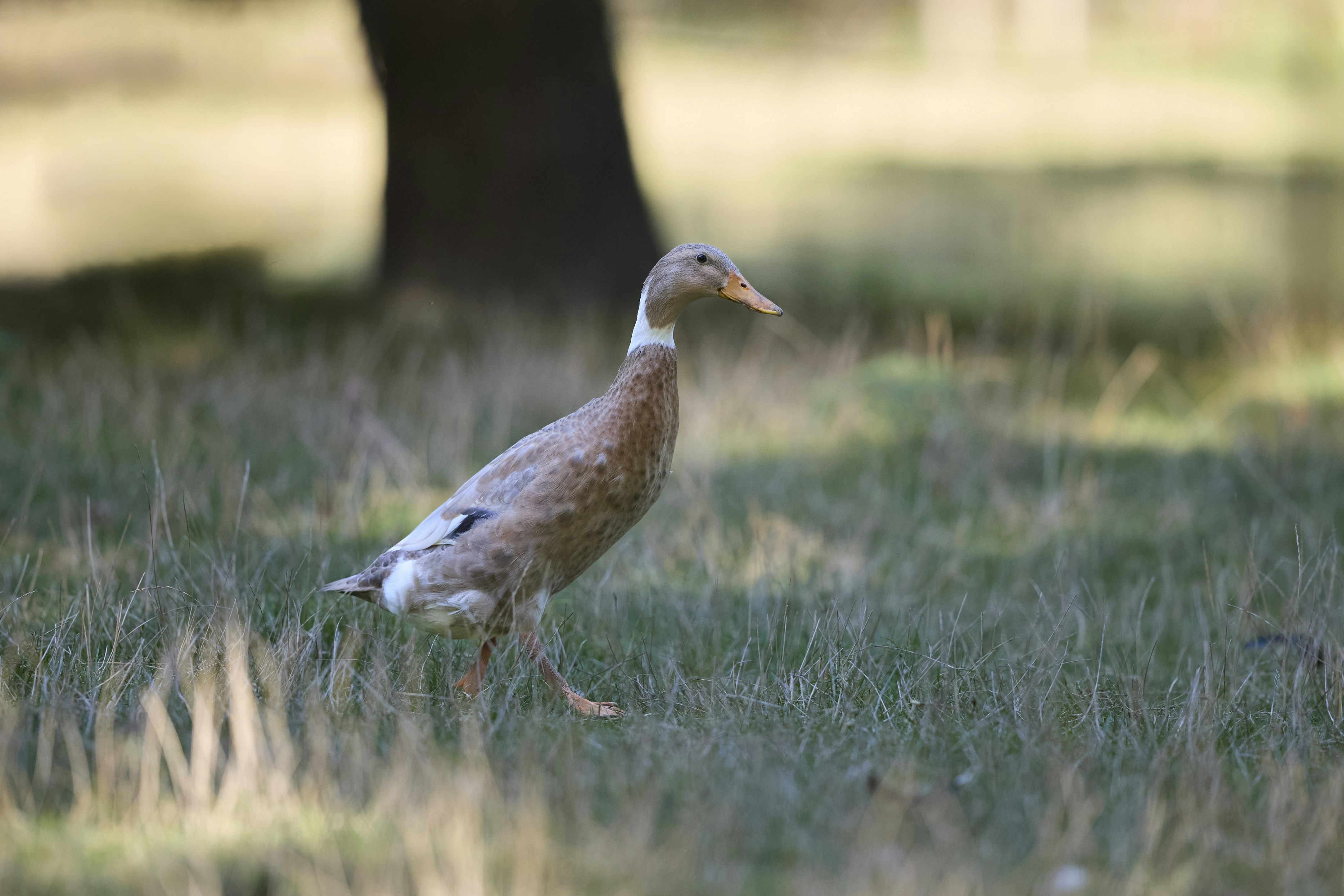 An Indian Runner duck walks across a green grassy field in the warm sunlight, showing its distinctive upright posture and light brown feathers.