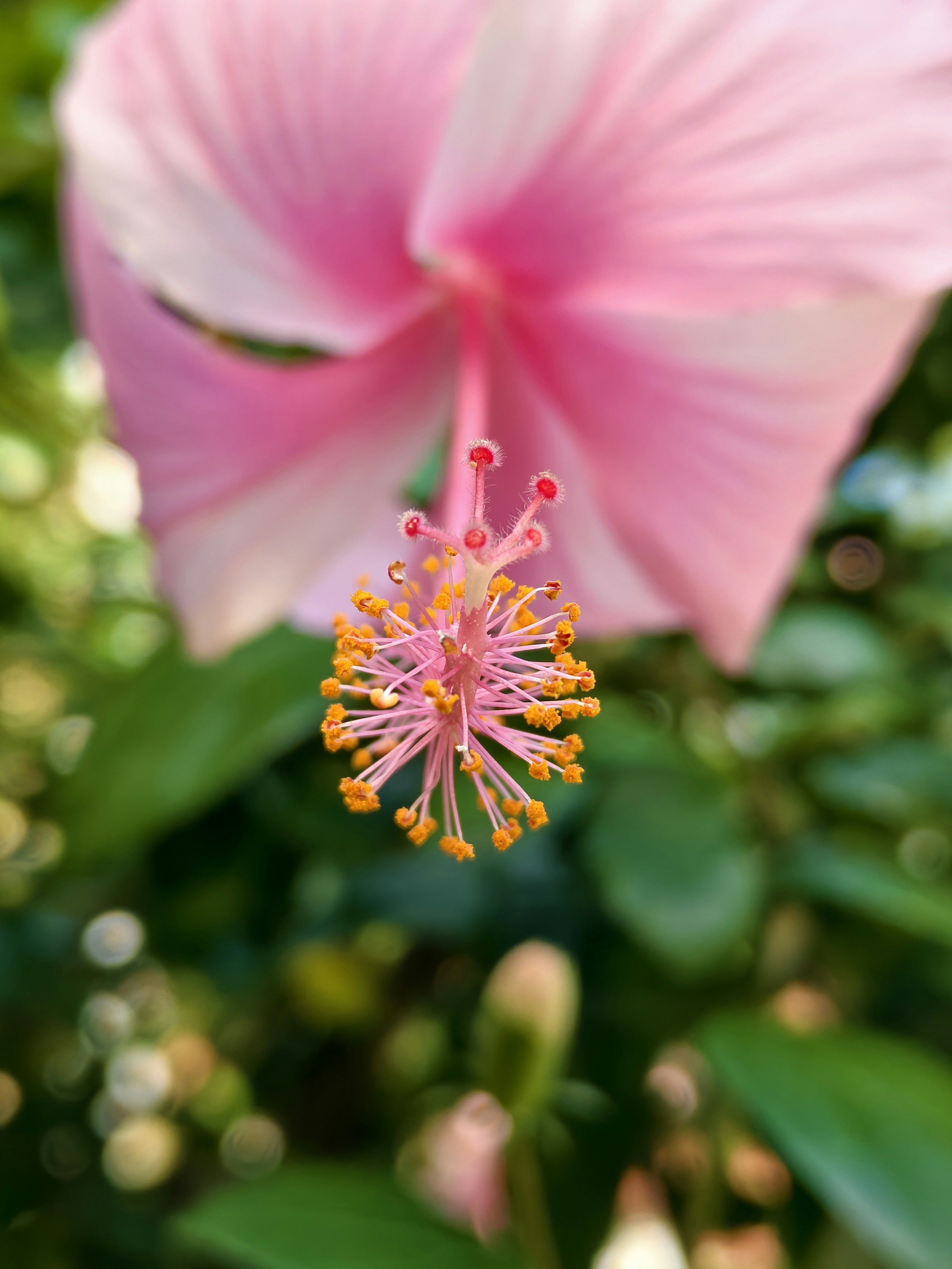 Stamen Spotlight: Pink Hibiscus in Focus