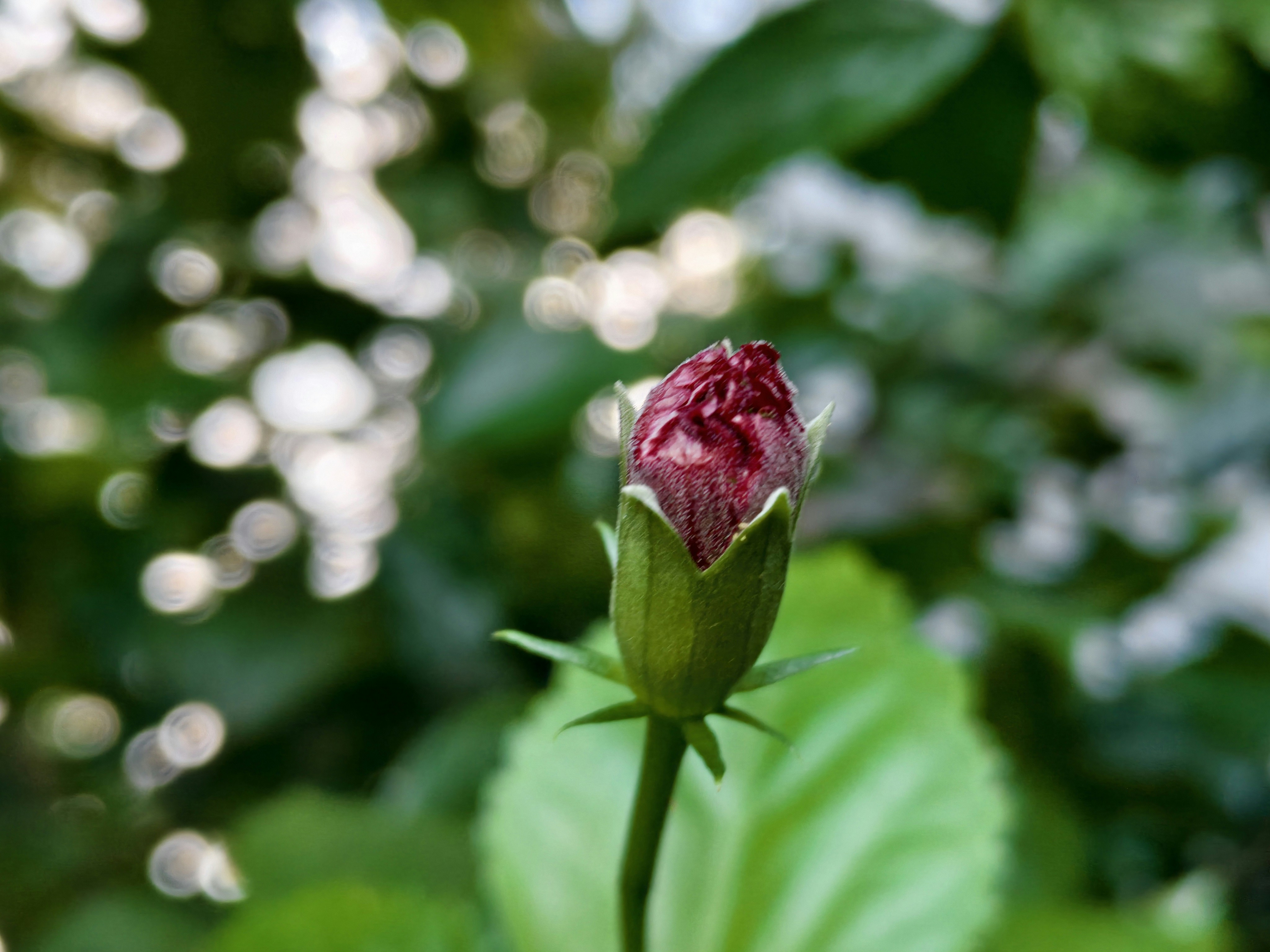 Emerging Crimson Bud: A Close-Up of a Flower Nestled in Green Quiet