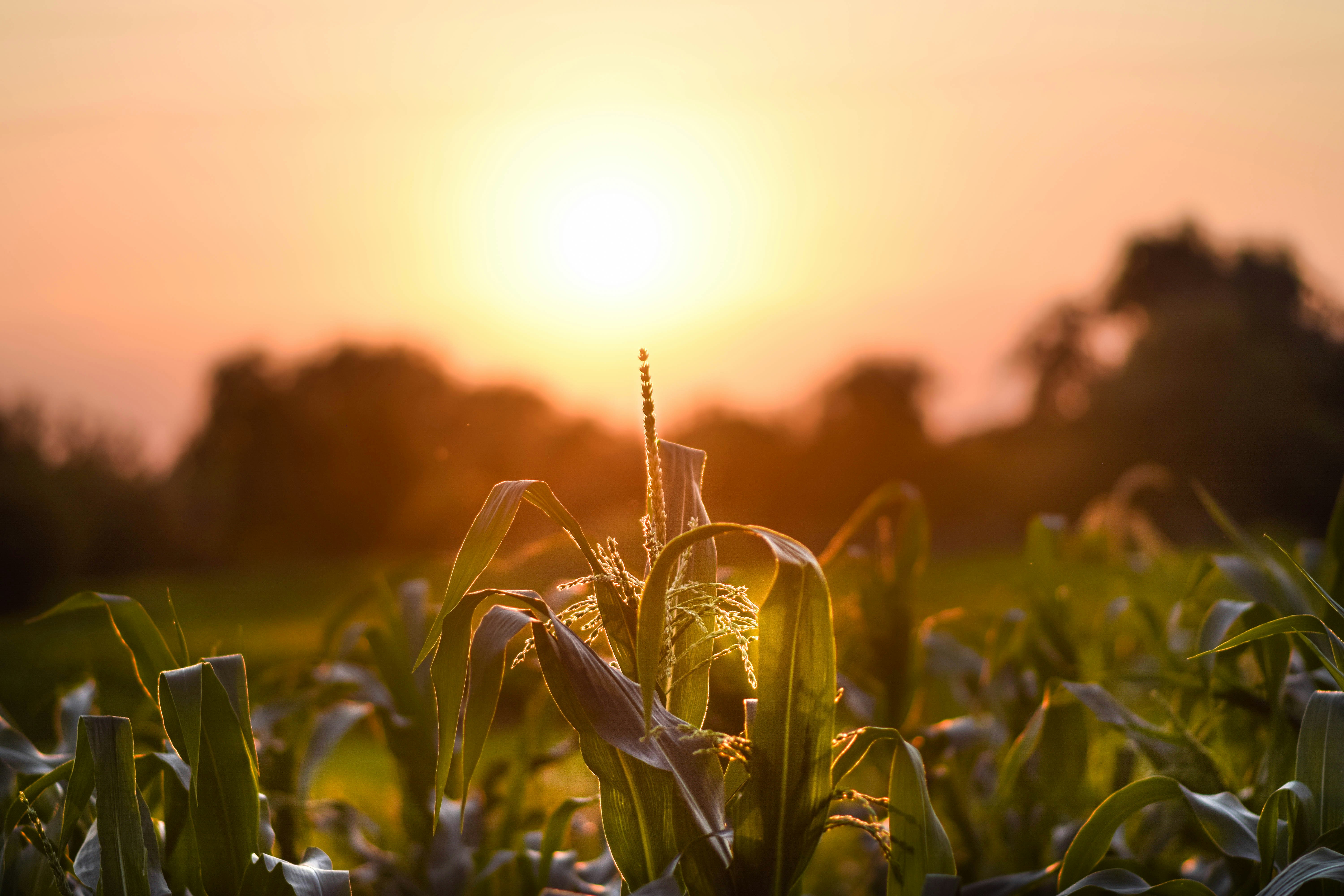 Sunlit Cornfield at Dusk: A Quiet Horizon