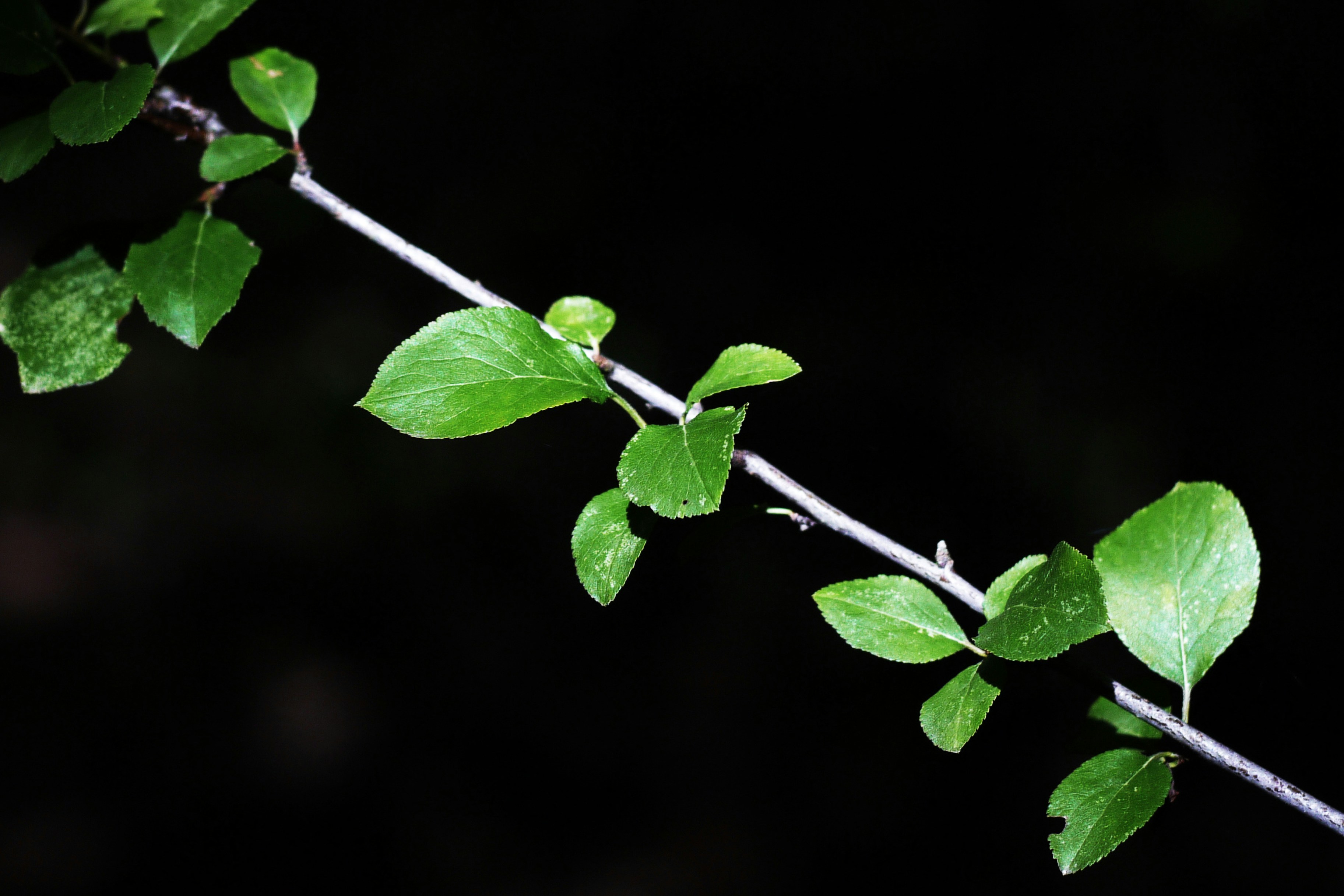 Slim branch with bright green leaves stretches across a deep black background, highlighting the delicate texture and veins of each leaf.