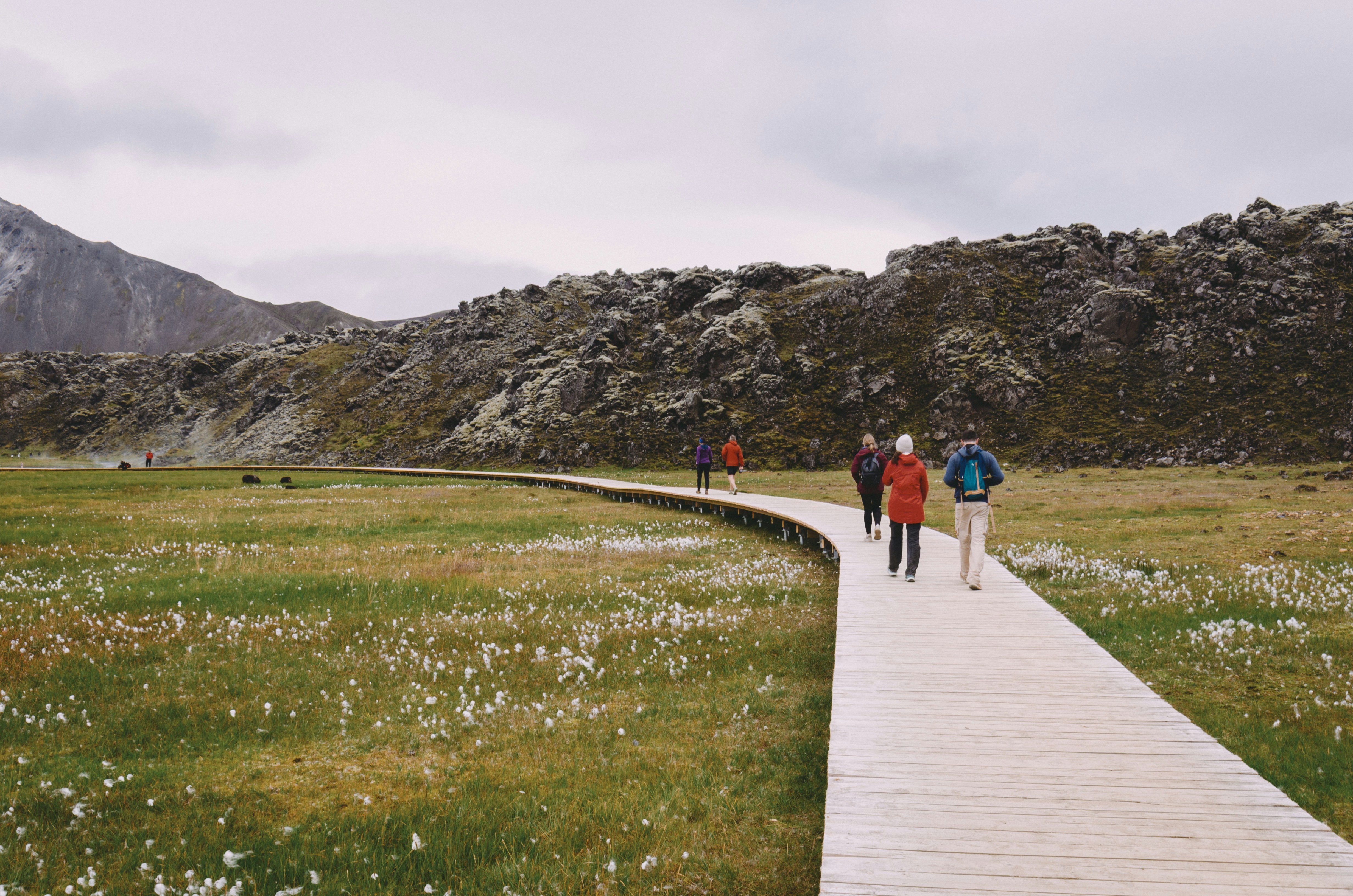 Hikers follow a curving wooden boardwalk through a meadow dotted with white cotton grass, beside rugged moss-covered lava formations in Iceland.