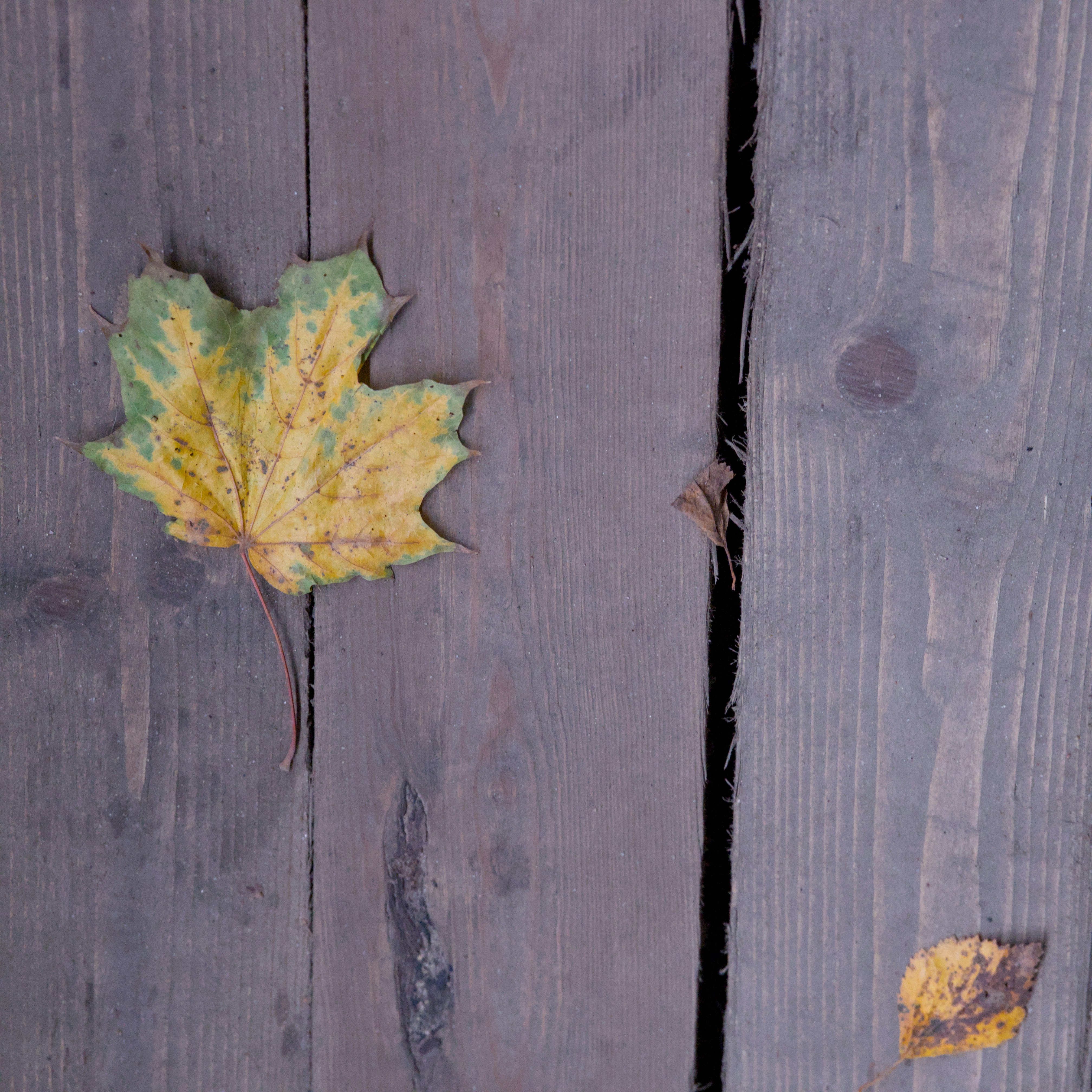 Autumn Leaf on a Weathered Plank