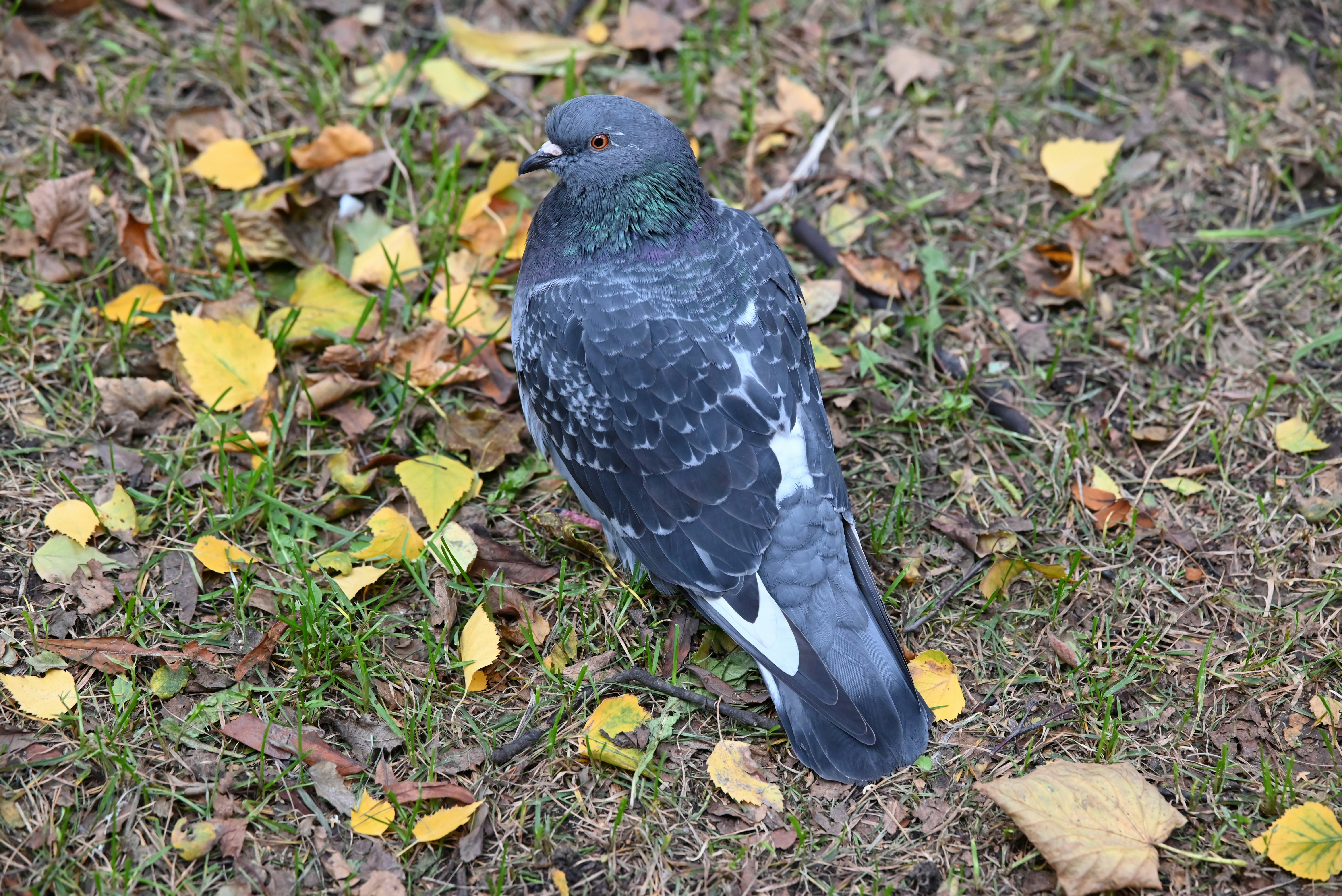 Grounded Pigeon in Autumn Leaves
