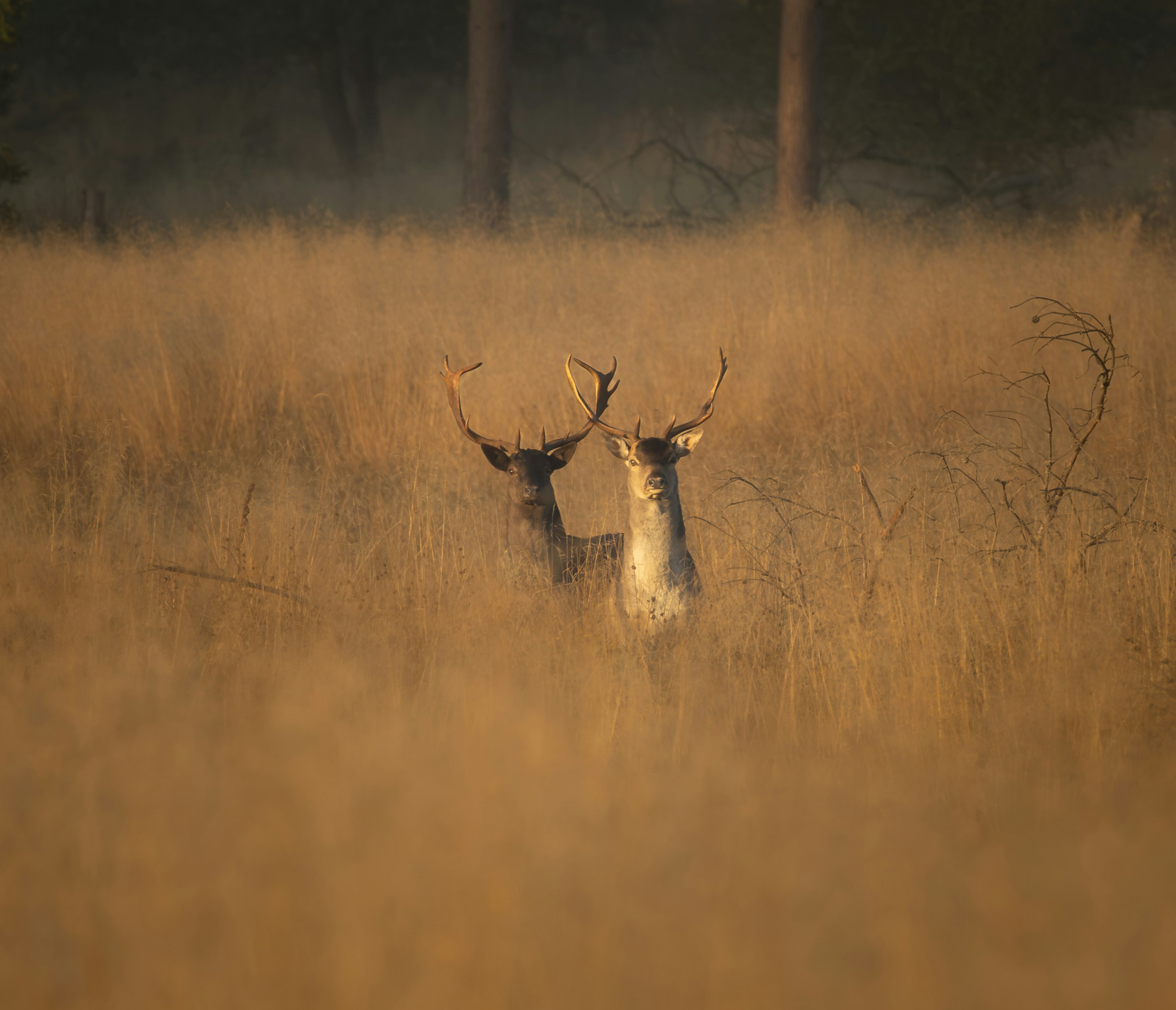 Golden Grasses Reveal Twin Stag Silhouettes at Dusk