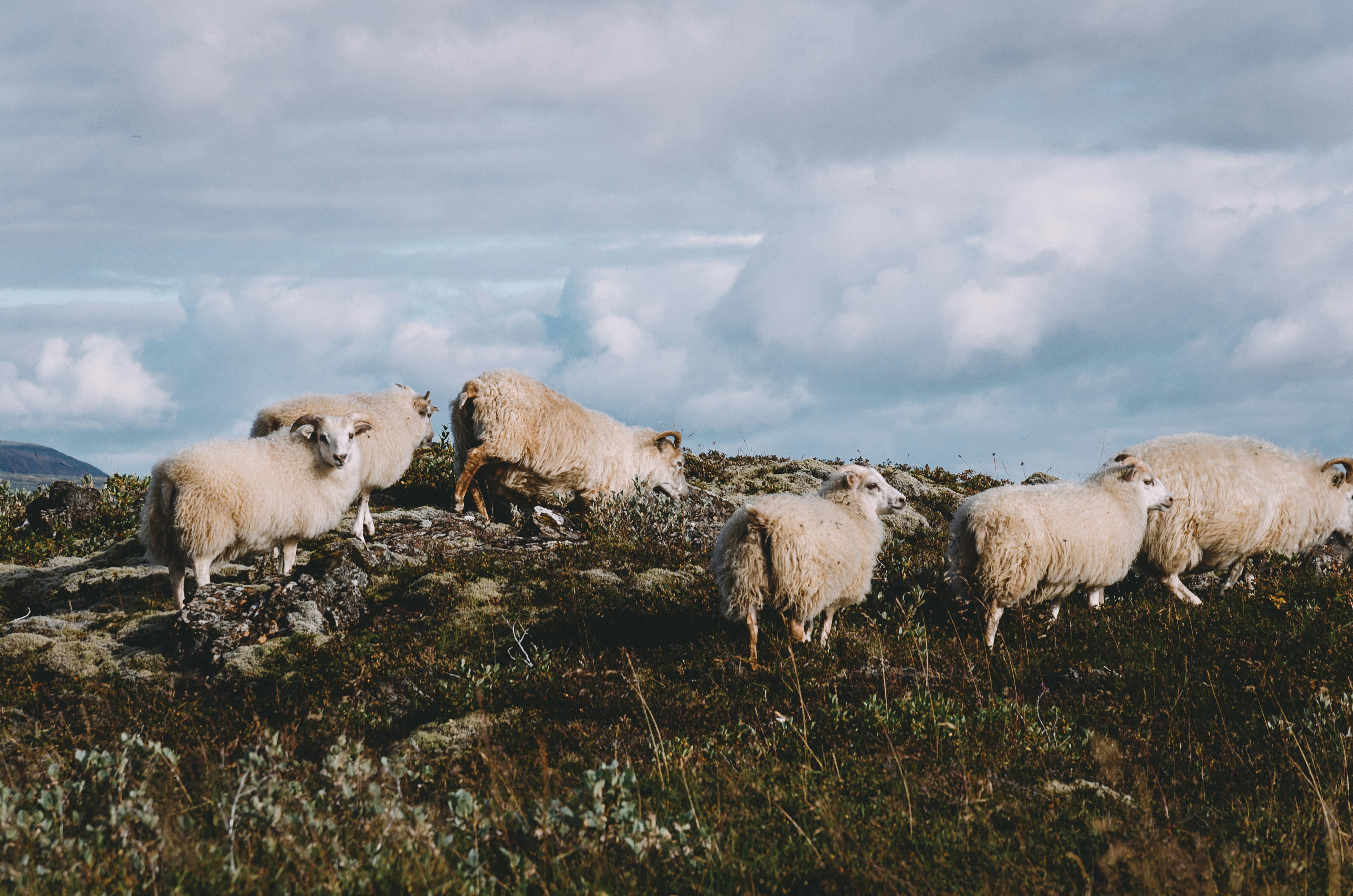 Pasture Patrol: A Flock of Sheep on a Windswept Moor
