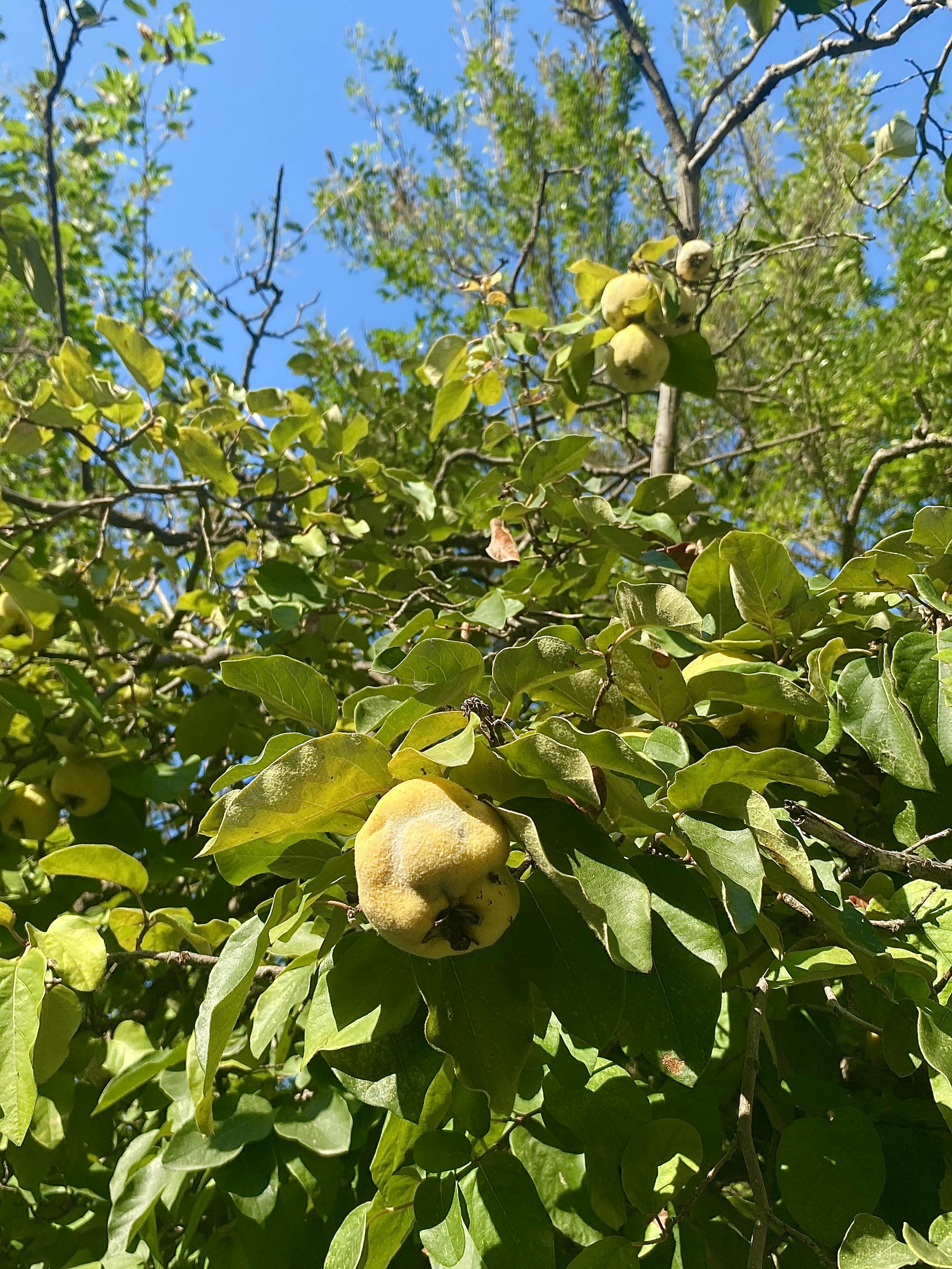 Close-up of a quince tree with ripe yellow fruit and lush green leaves, sunlit against a bright blue sky.