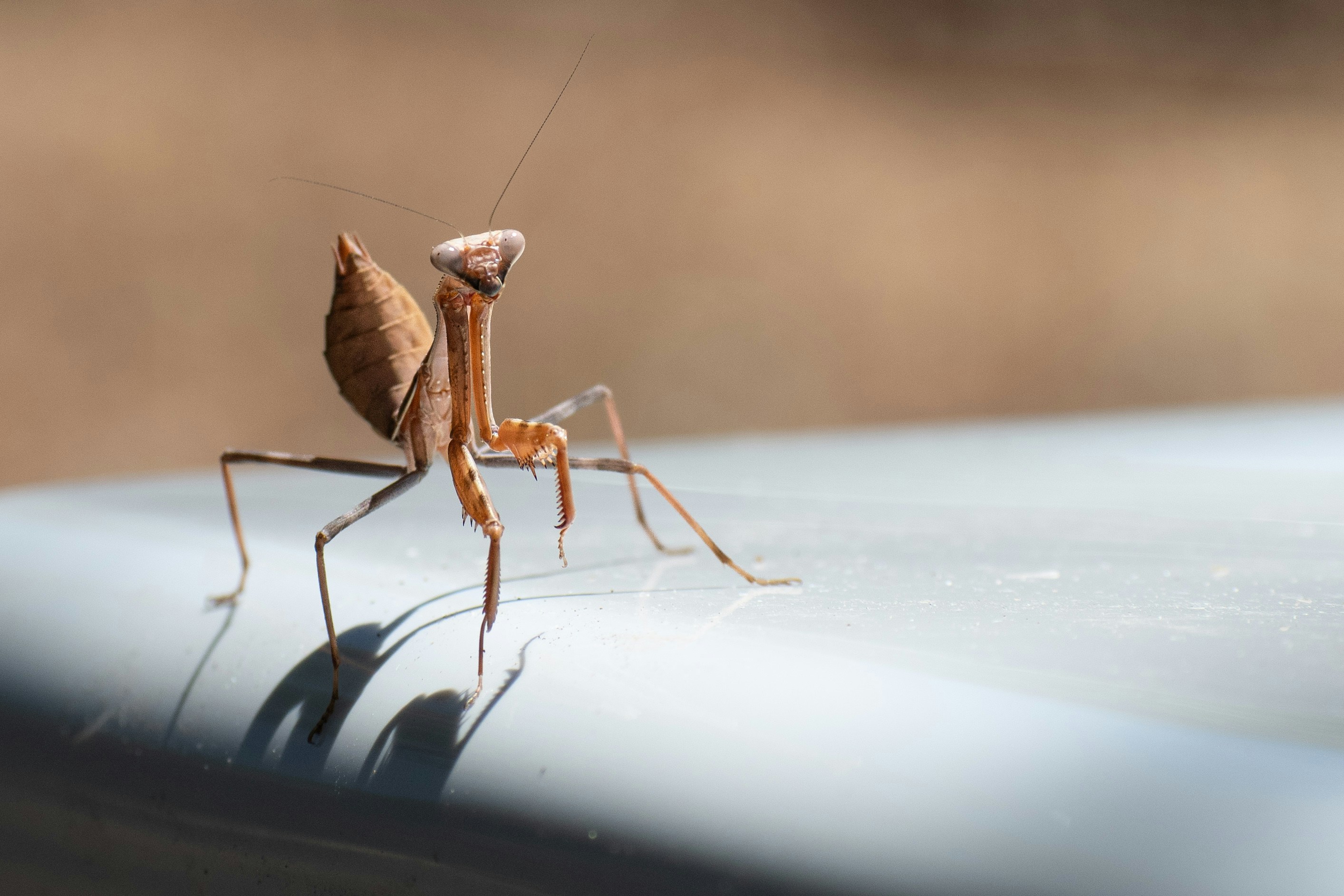 Iridescent Ambition: A Praying Mantis at the Edge of Light