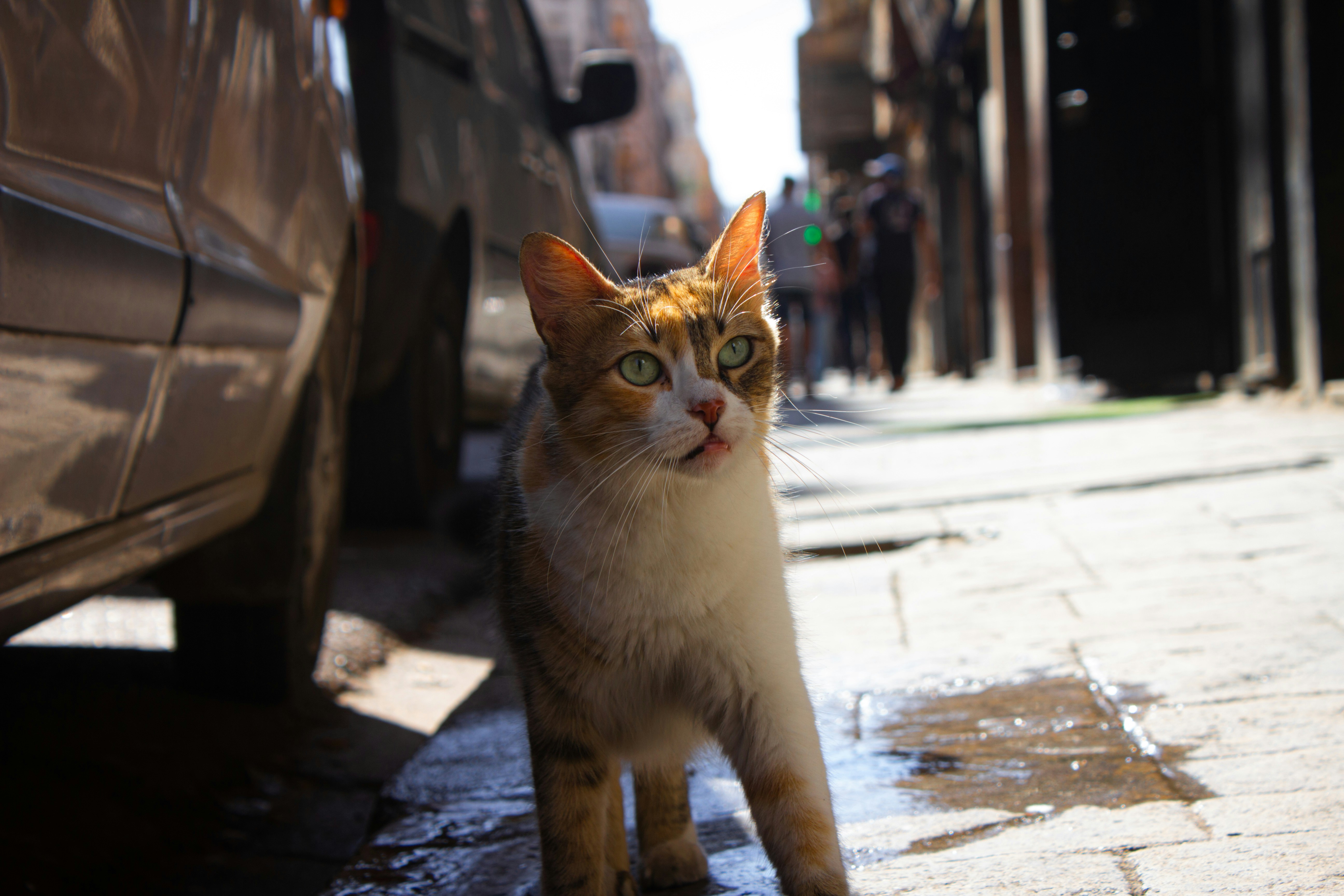 Cat on a Sunlit Street: Curious Glance Between Cars