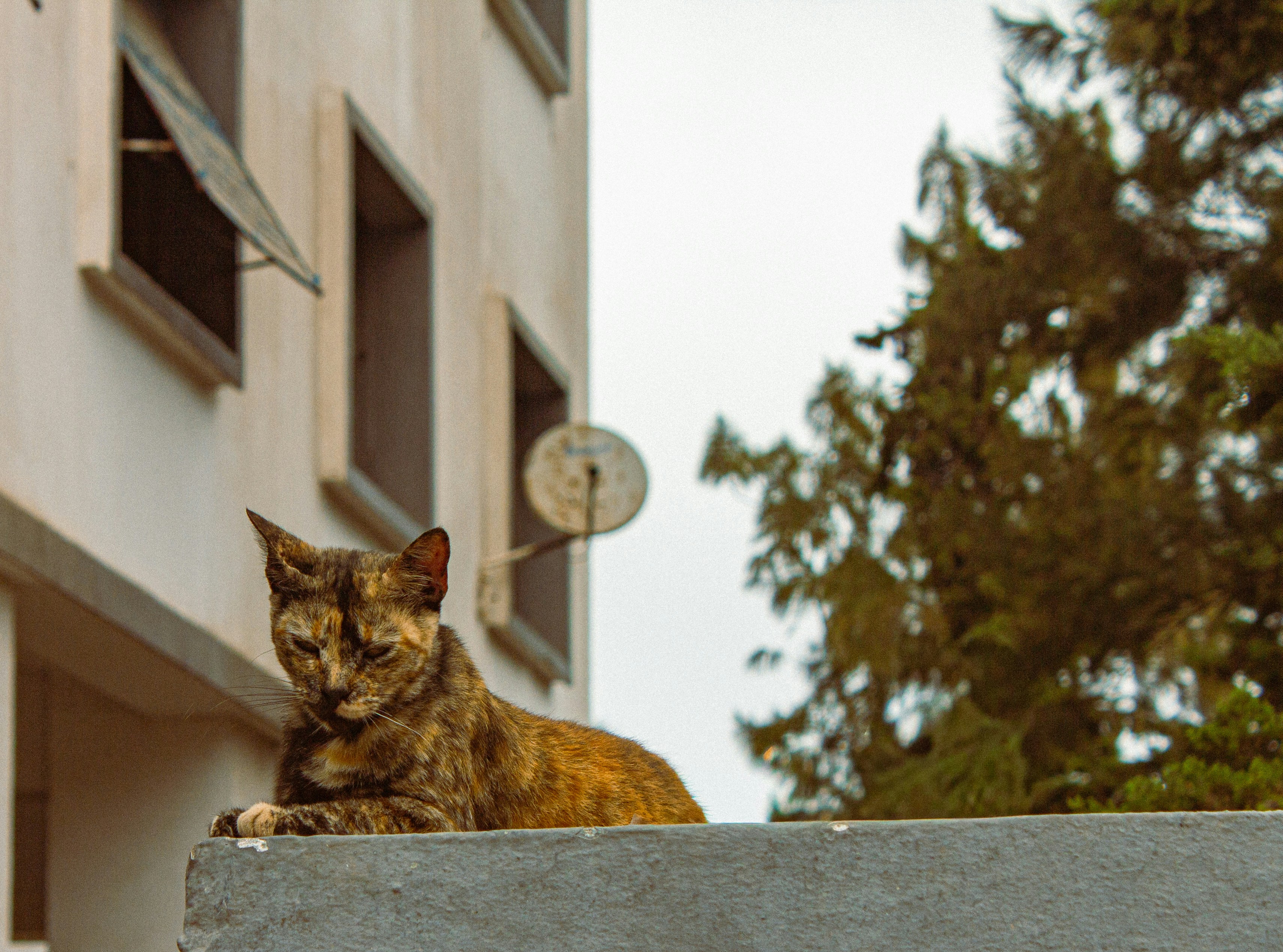 Terrace Sentinel: a tortoiseshell cat surveys from a sunlit ledge