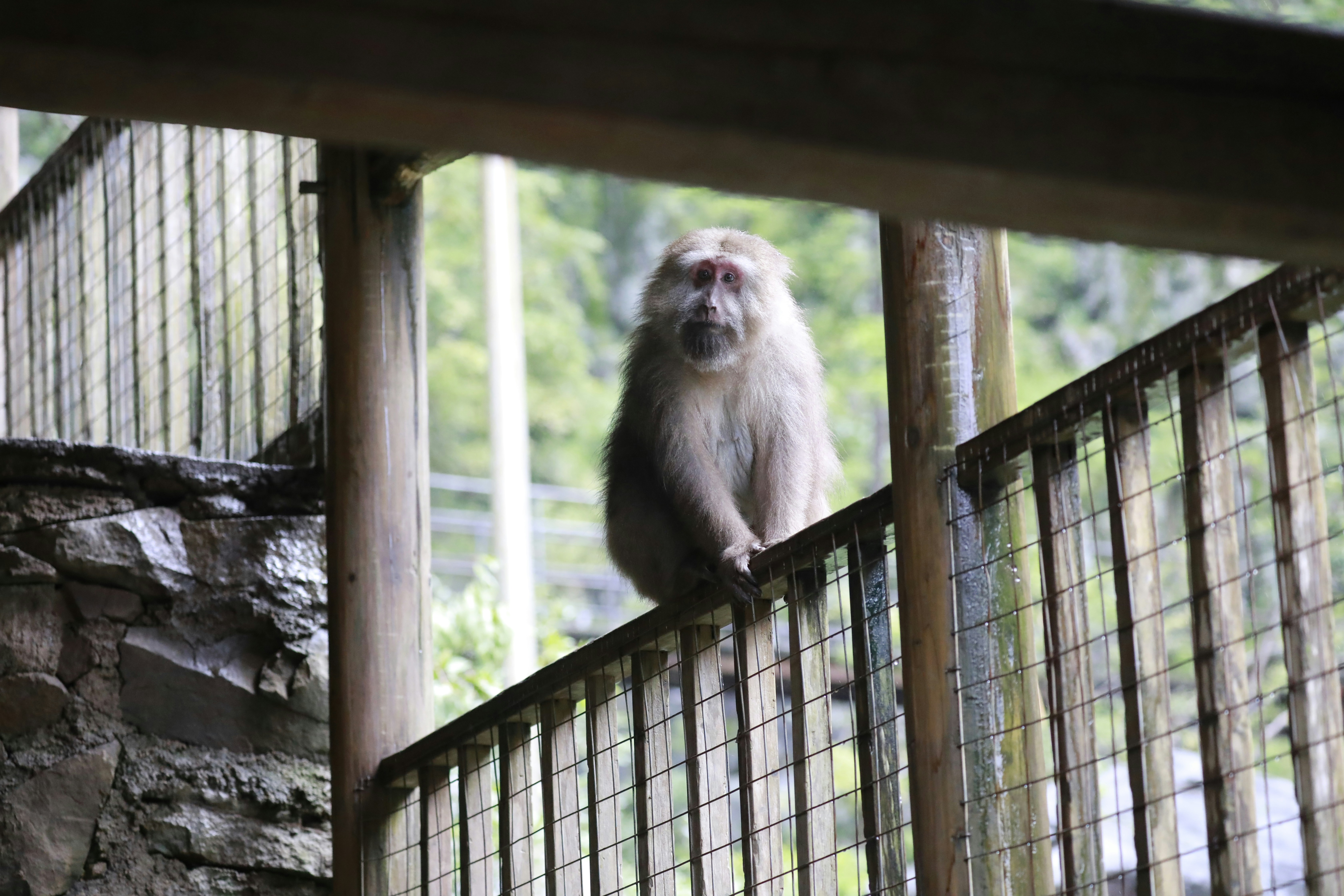 Chimpanzee at the Rails: A Quiet Balcony Observation