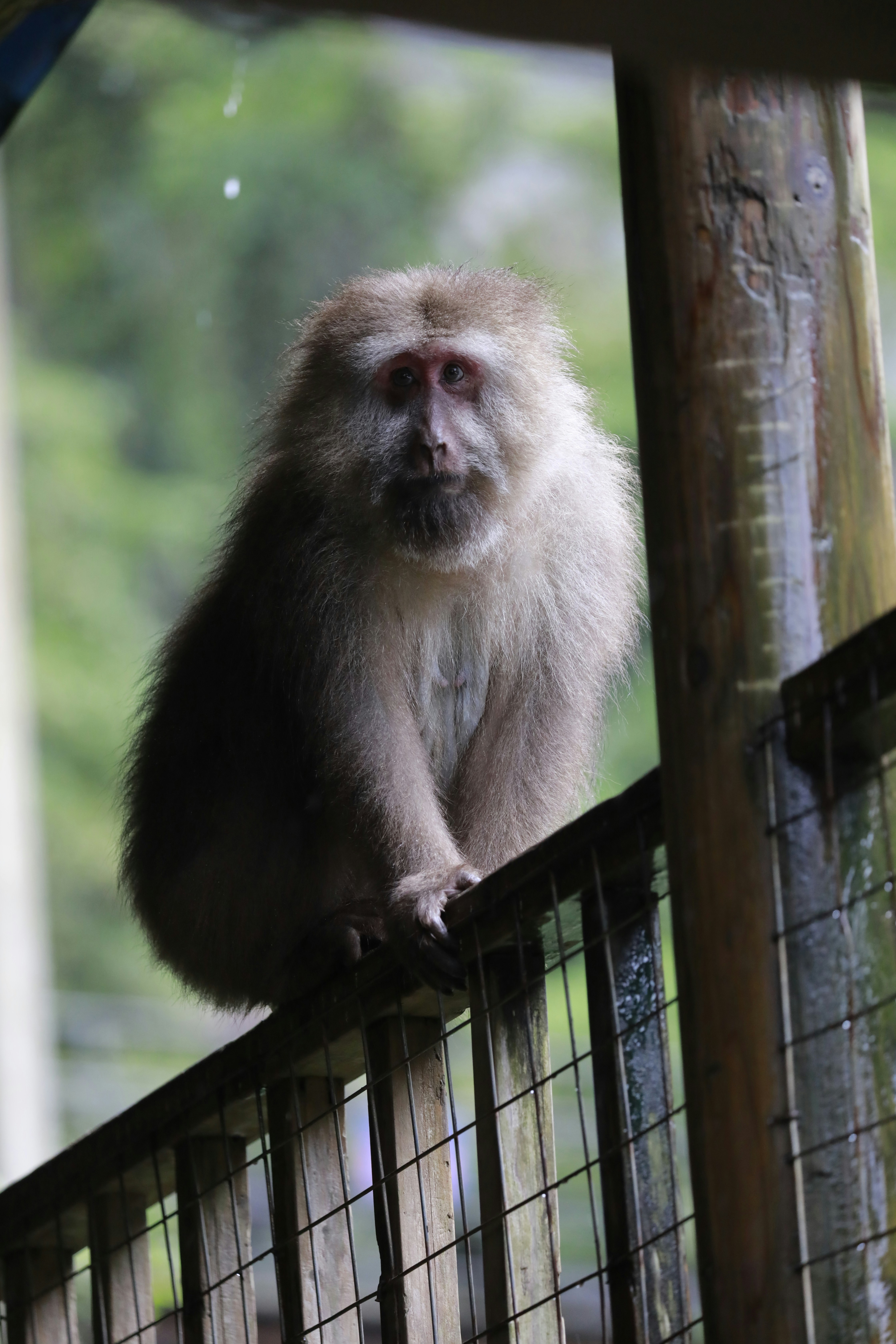 Primed on the perch: a monkey framed by wooden railing and greenery