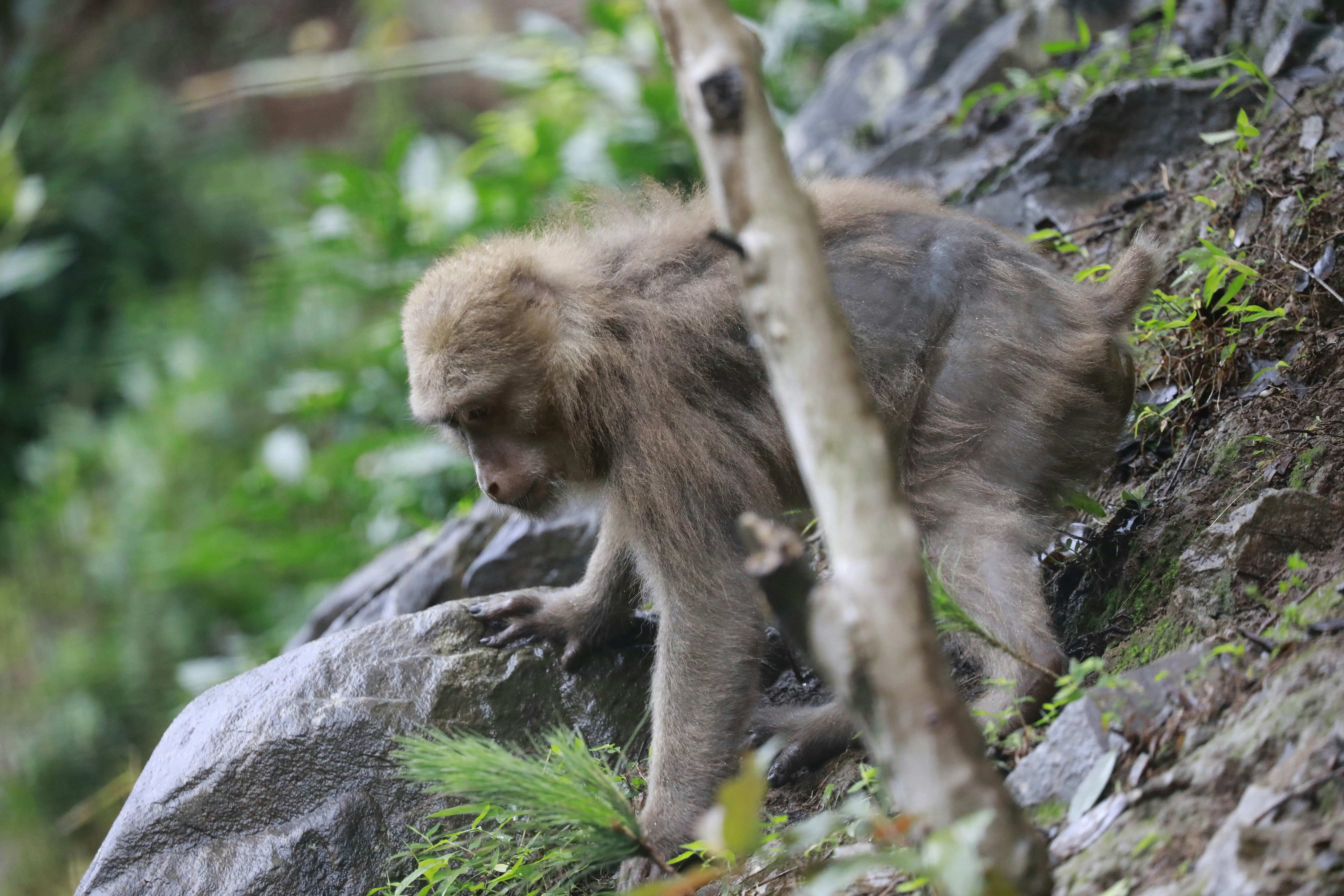Curious Monkeys: A juvenile primate negotiates rocky terrain
