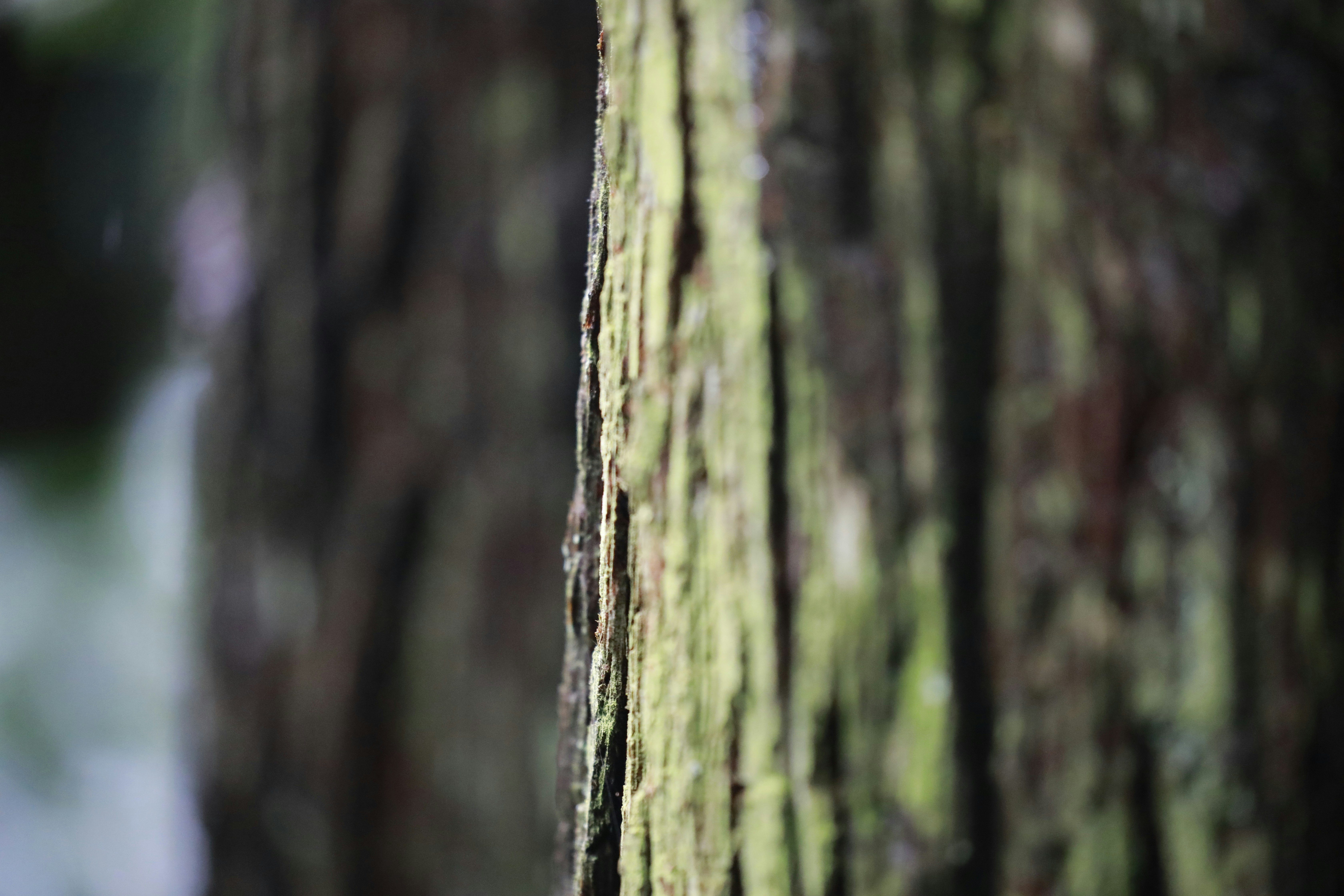 Lichen-Cloaked Bark: A Macro Moment in Quiet Forest Grey-green