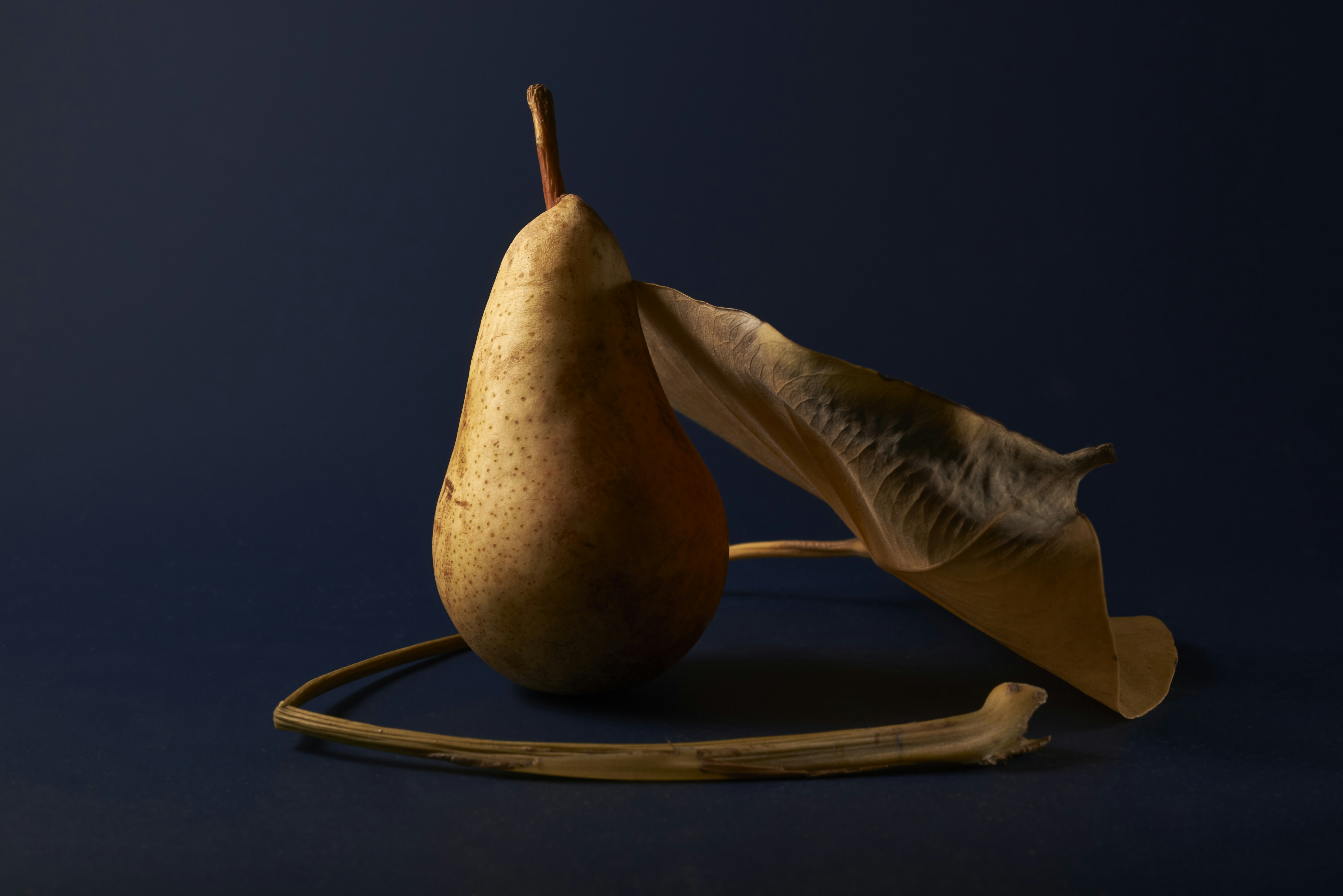 Still Life with Pear and Withered Leaf: Silent Geometry on Blue