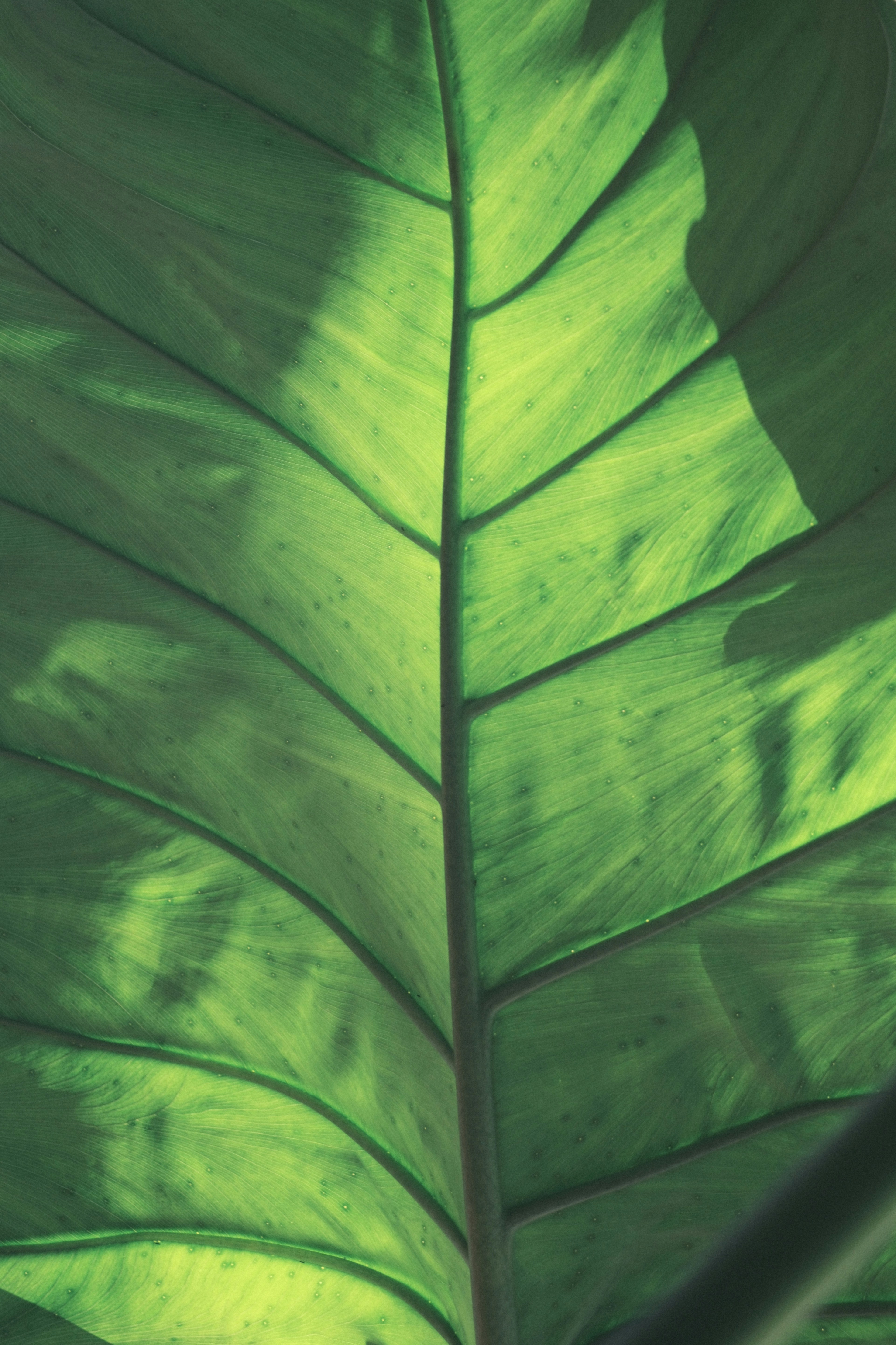 Green Vein: A Close-Up of Leaf Midrib and Shadowed Texture