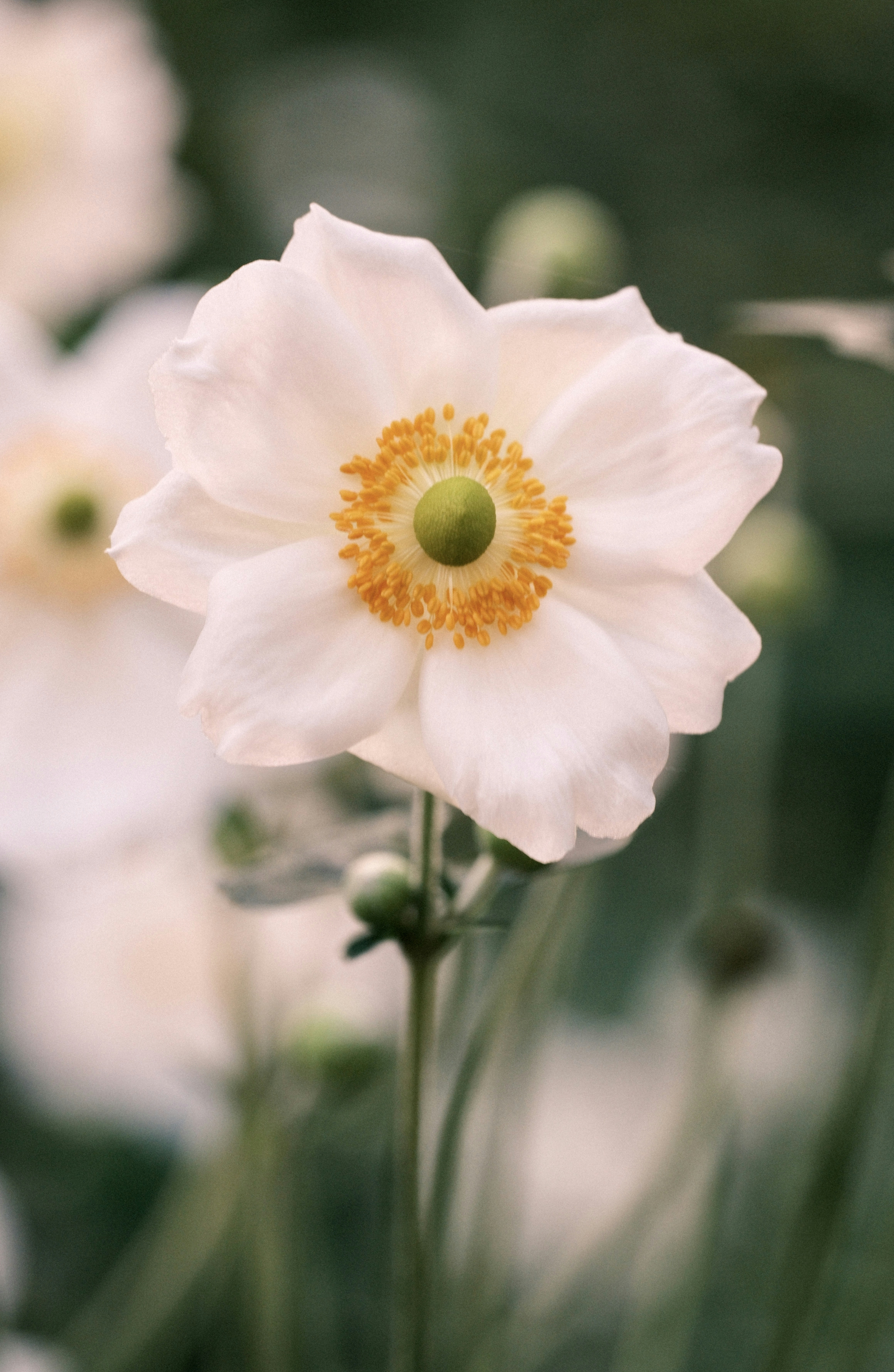 Hopeful Bloom: A Pale Petal in Focus with Golden Center
