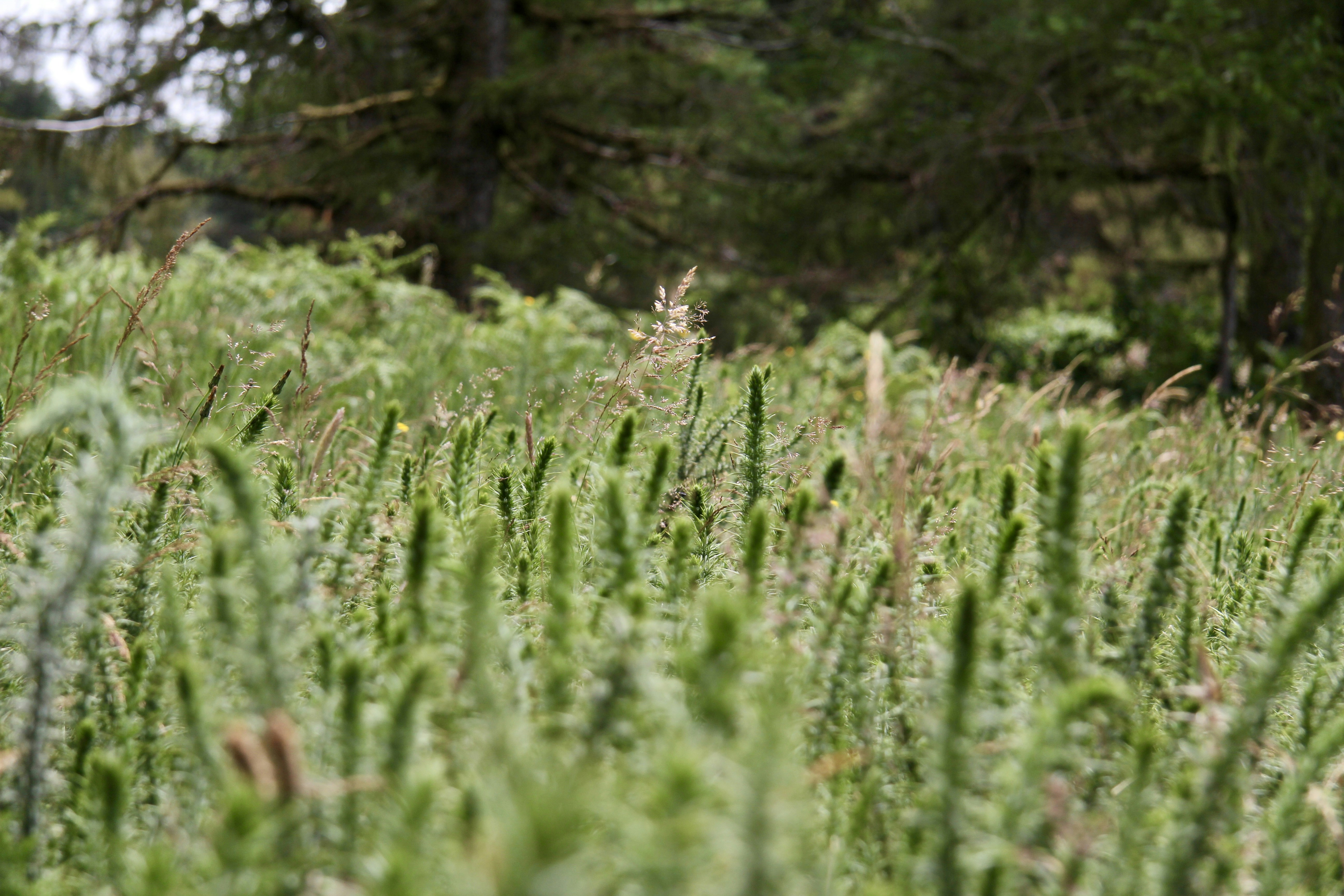 Field of Gentle Tall Grasses in Dappled Forest Light