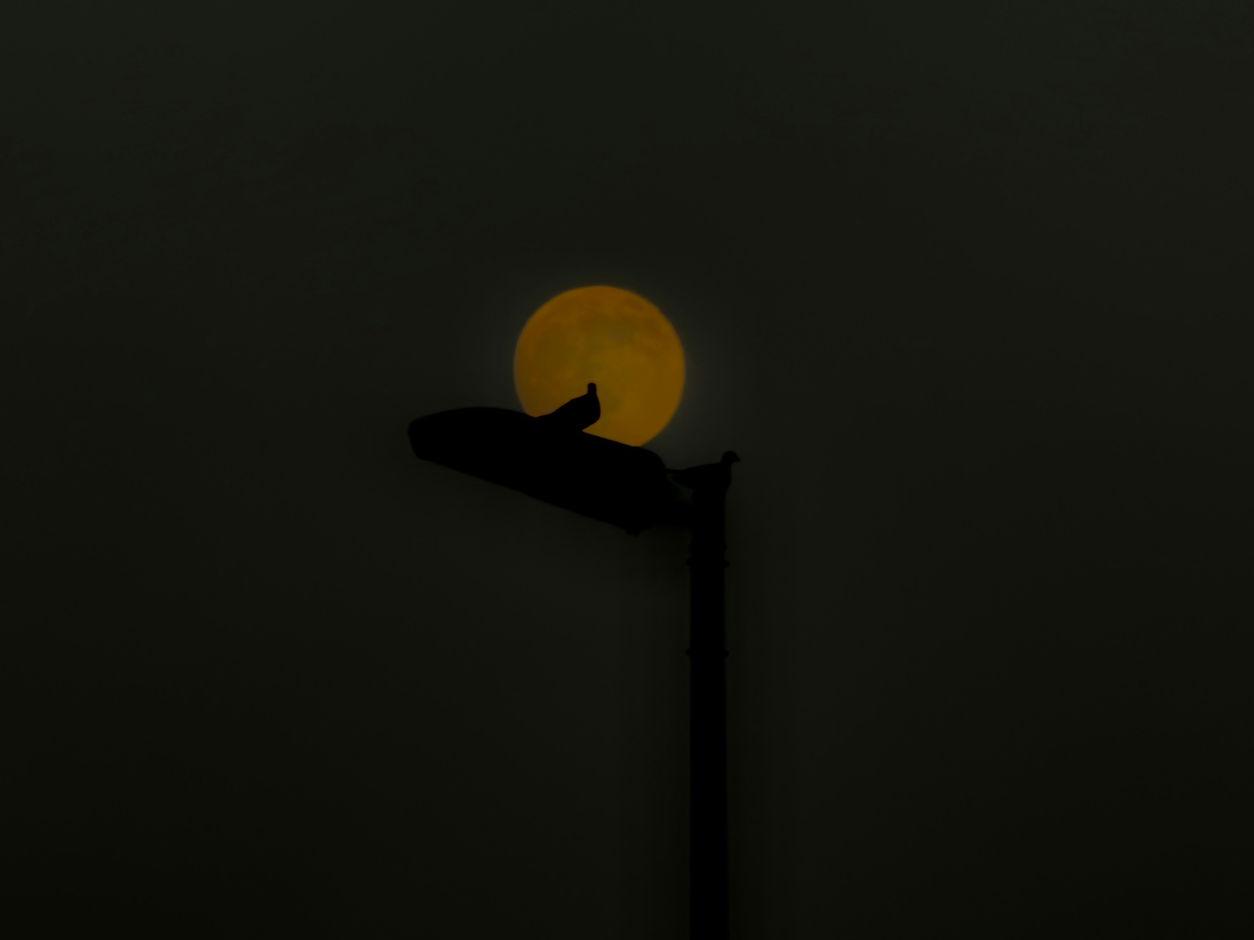 Moonlit Hawk silhouette against a lone perch