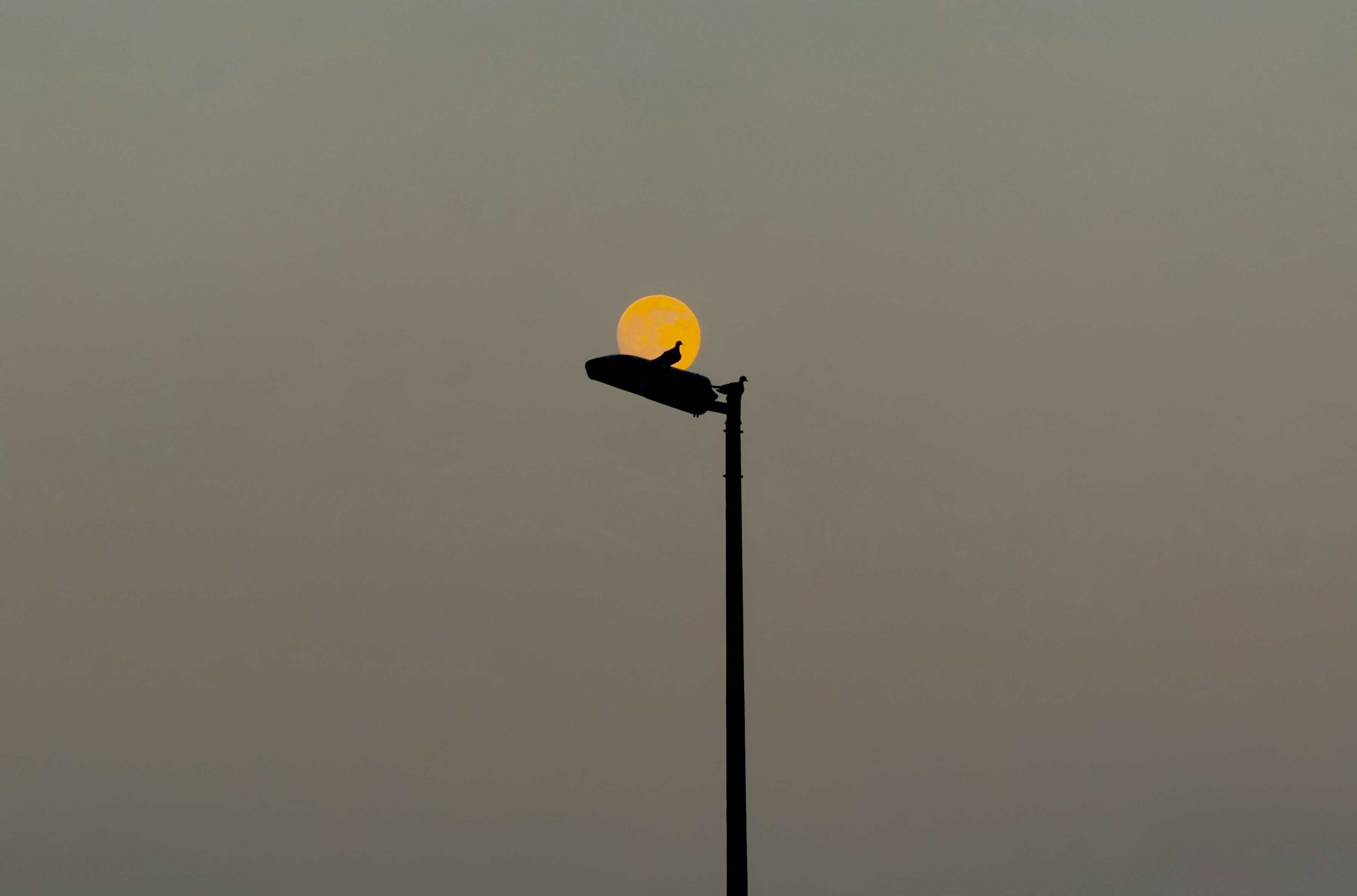 Suspended Moon Over a Quiet Streetlight