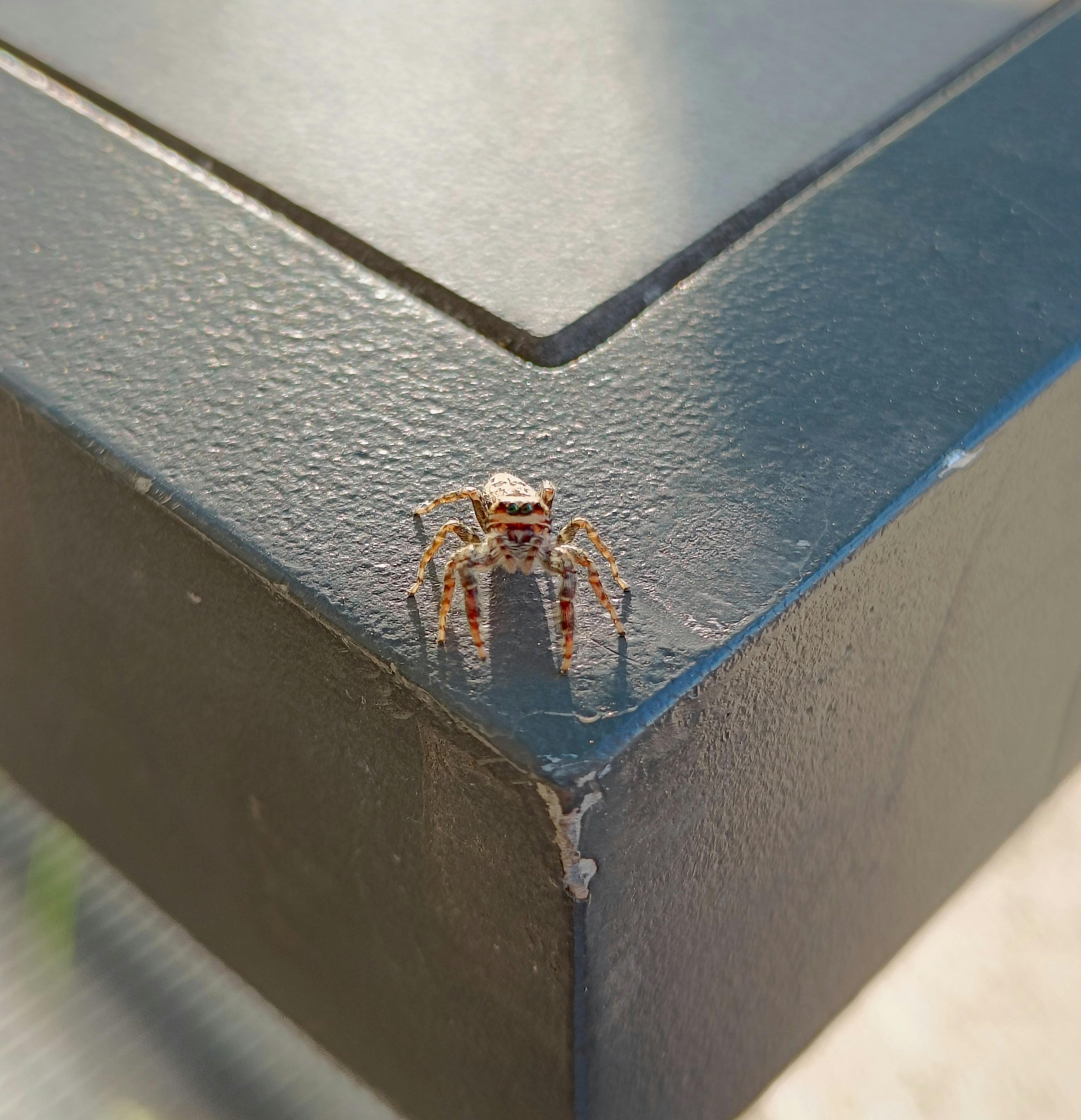 Crab on the Corner: A Tiny Hunter Stands Guard on Painted Steel